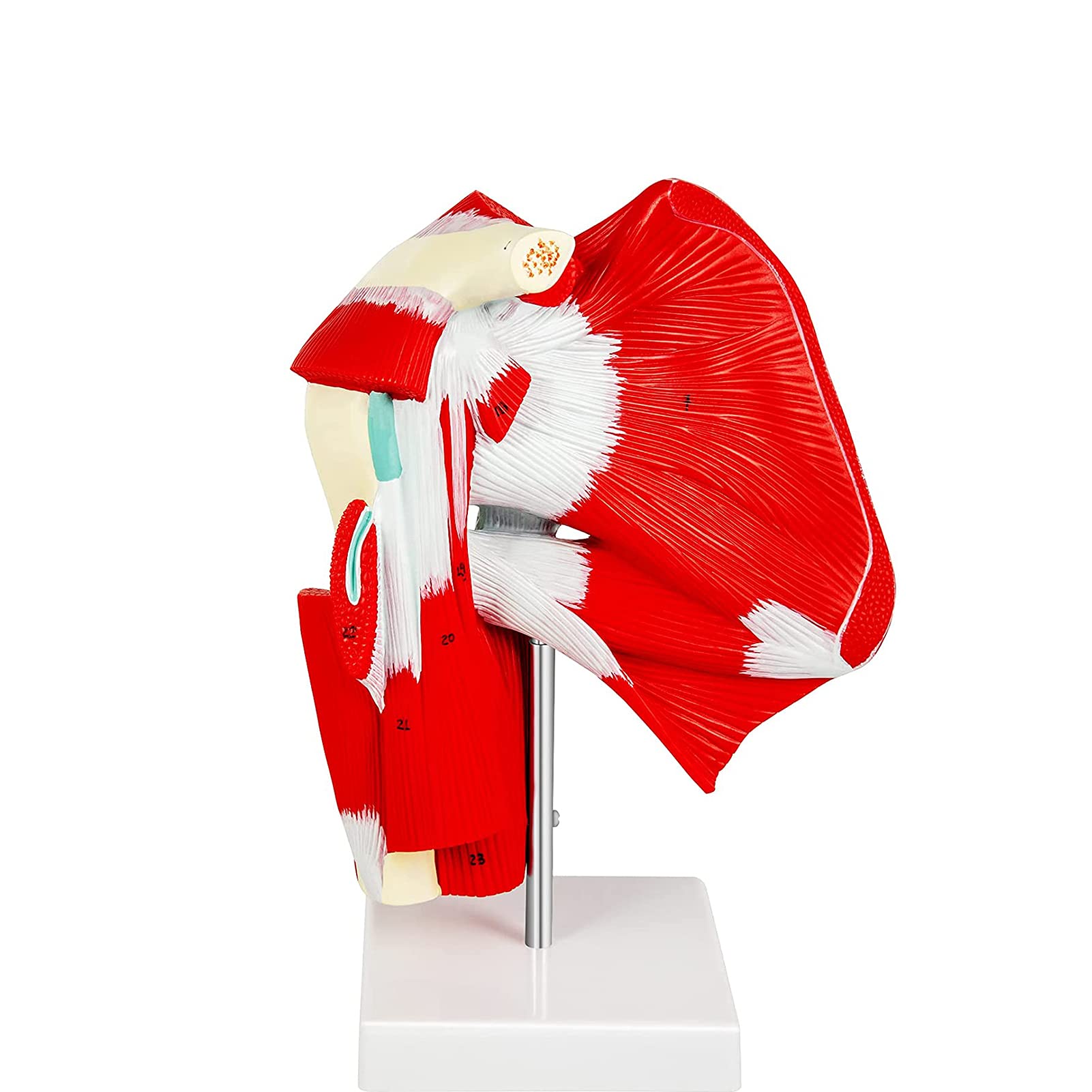 Buy LWKBE Life Size Shoulder Joint Muscles Model Human Body Anatomy buy-lwkbe-life-size-shoulder-joint-muscles-model-human-body-anatomy