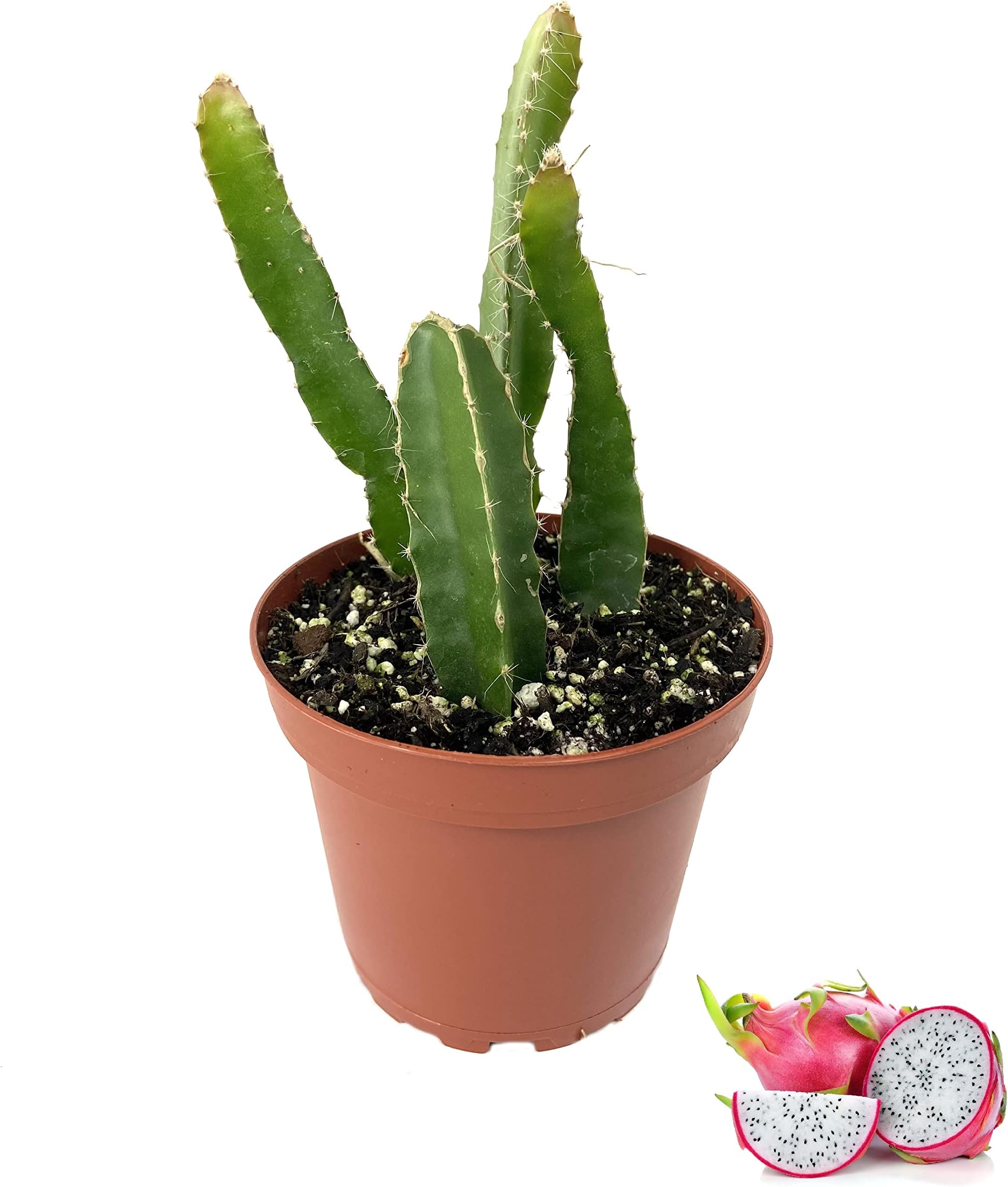 Amazon.com : 12" Dragon Fruit Cactus Plant W/Pot Hylocereus Undatus ...