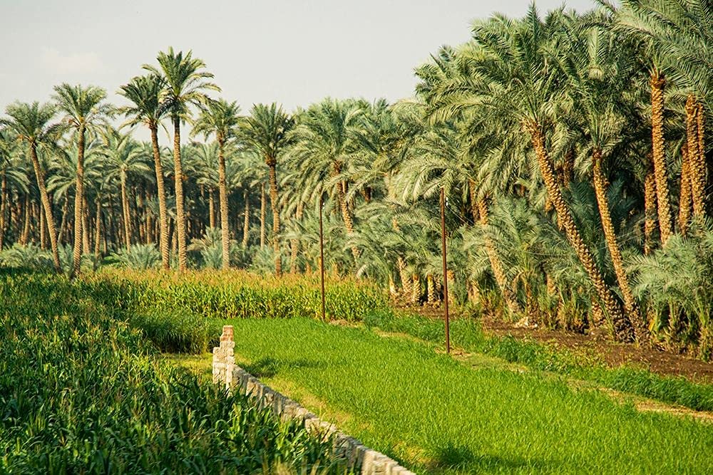 Nile Valley Farm