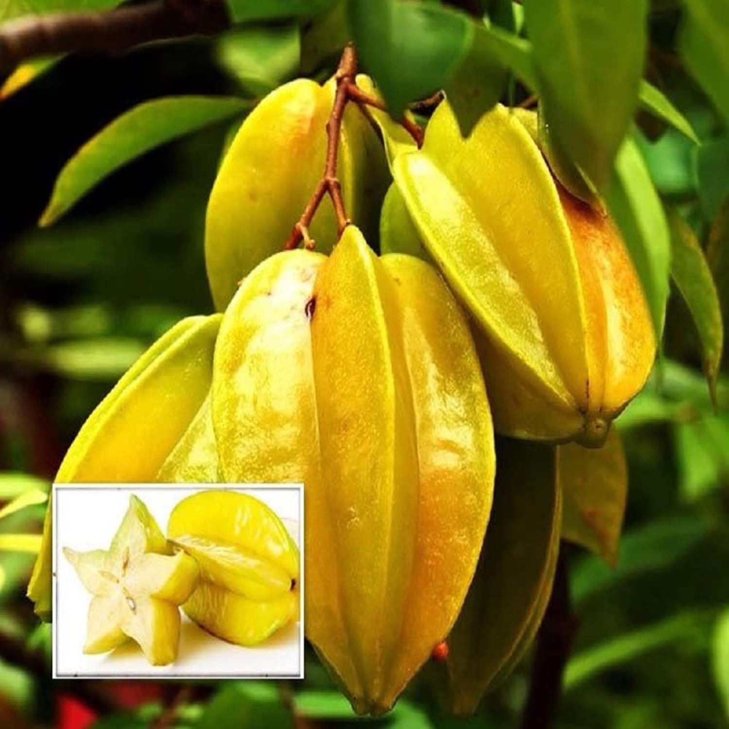 IXORA Star Fruit Thai Sweet Carambola Kamranga Amrak variety Grafted ...