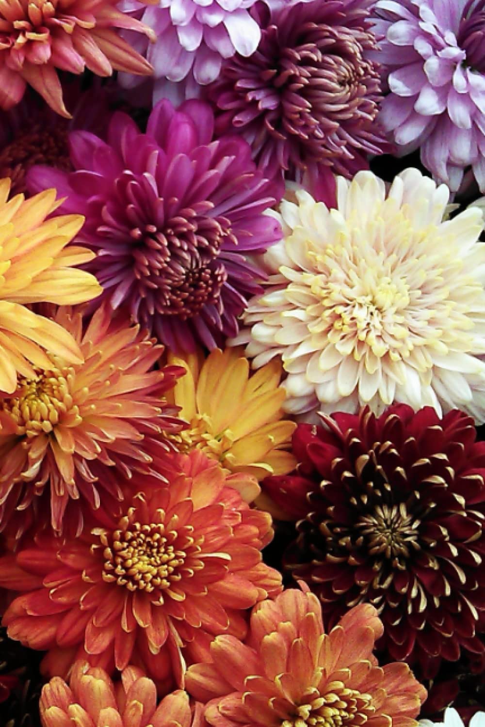 Dotted Grid Notebook/Journal: Dotted Grid Notebook/Journal 120 pages ...