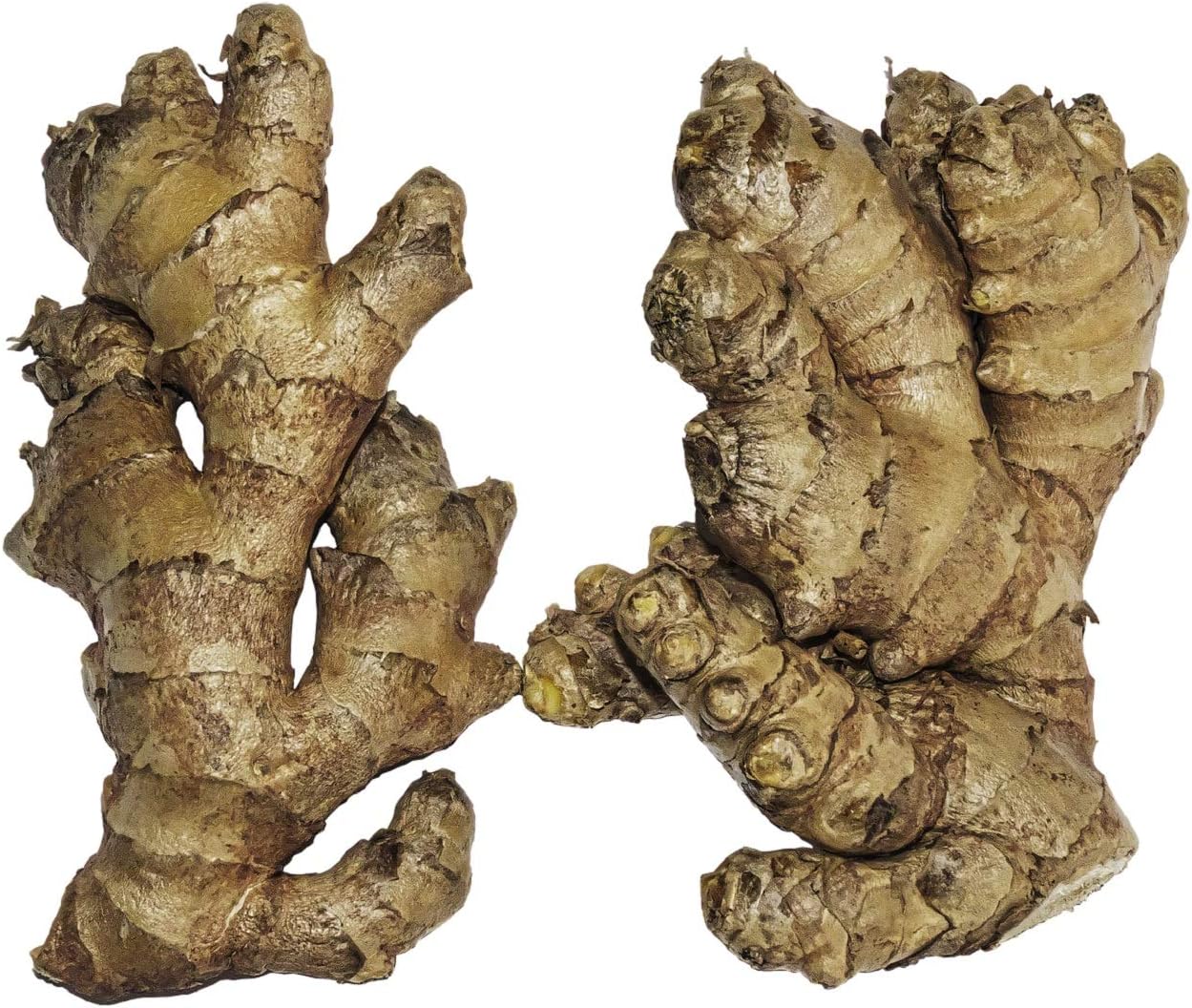 Amazon.com: Live 10 Rhizomes of Edible Ginger Roots Zingiber Zingiber ...