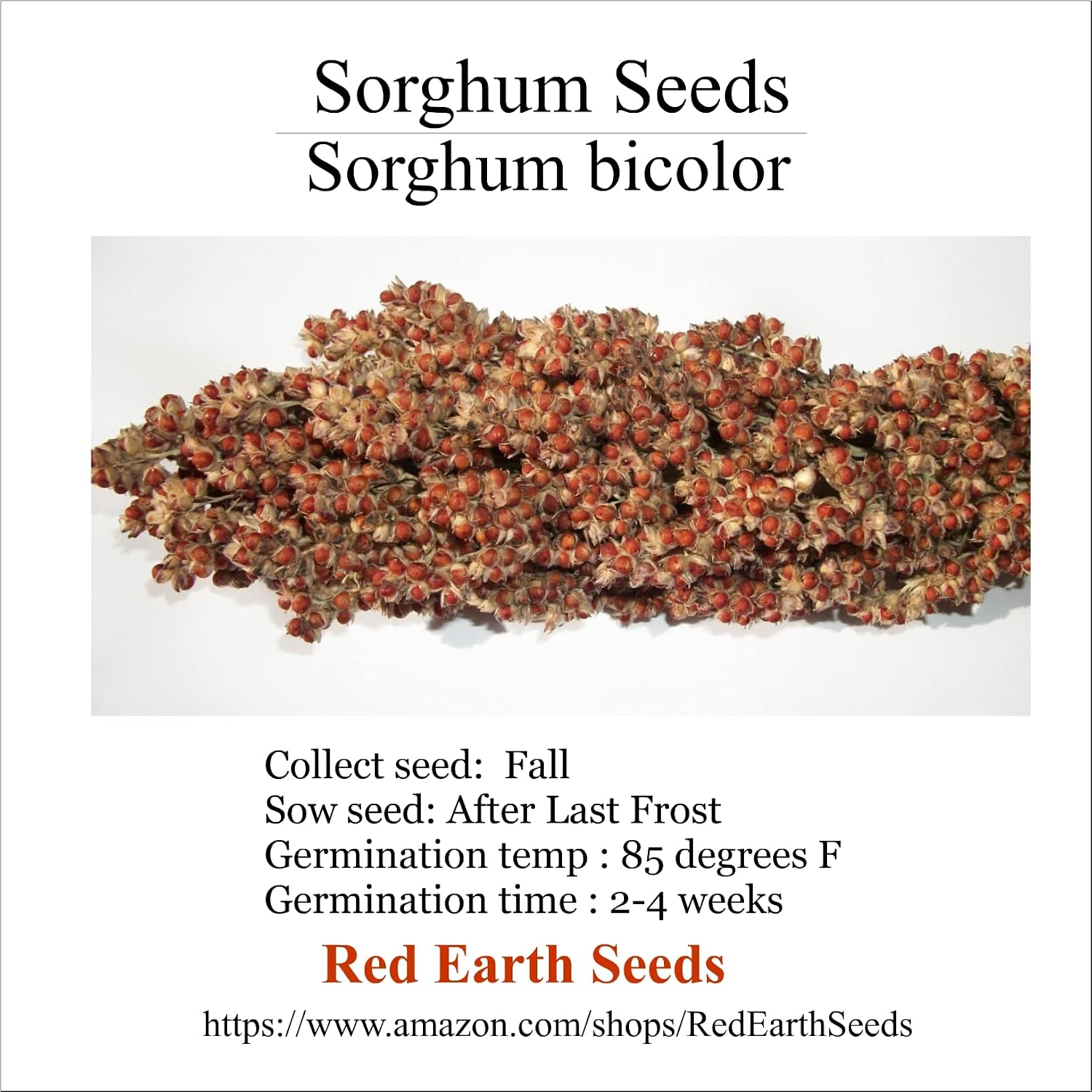 Amazon.com : Sorghum Bicolor - 40 Seeds (Organically Grown) : Patio ...
