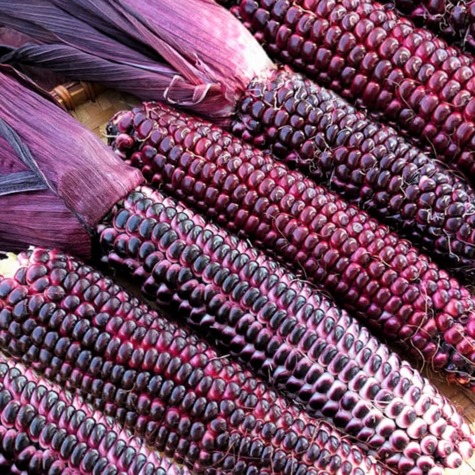 Amazon.com : TomorrowSeeds - Double Red Sweet Corn Seeds - 45+ Count ...