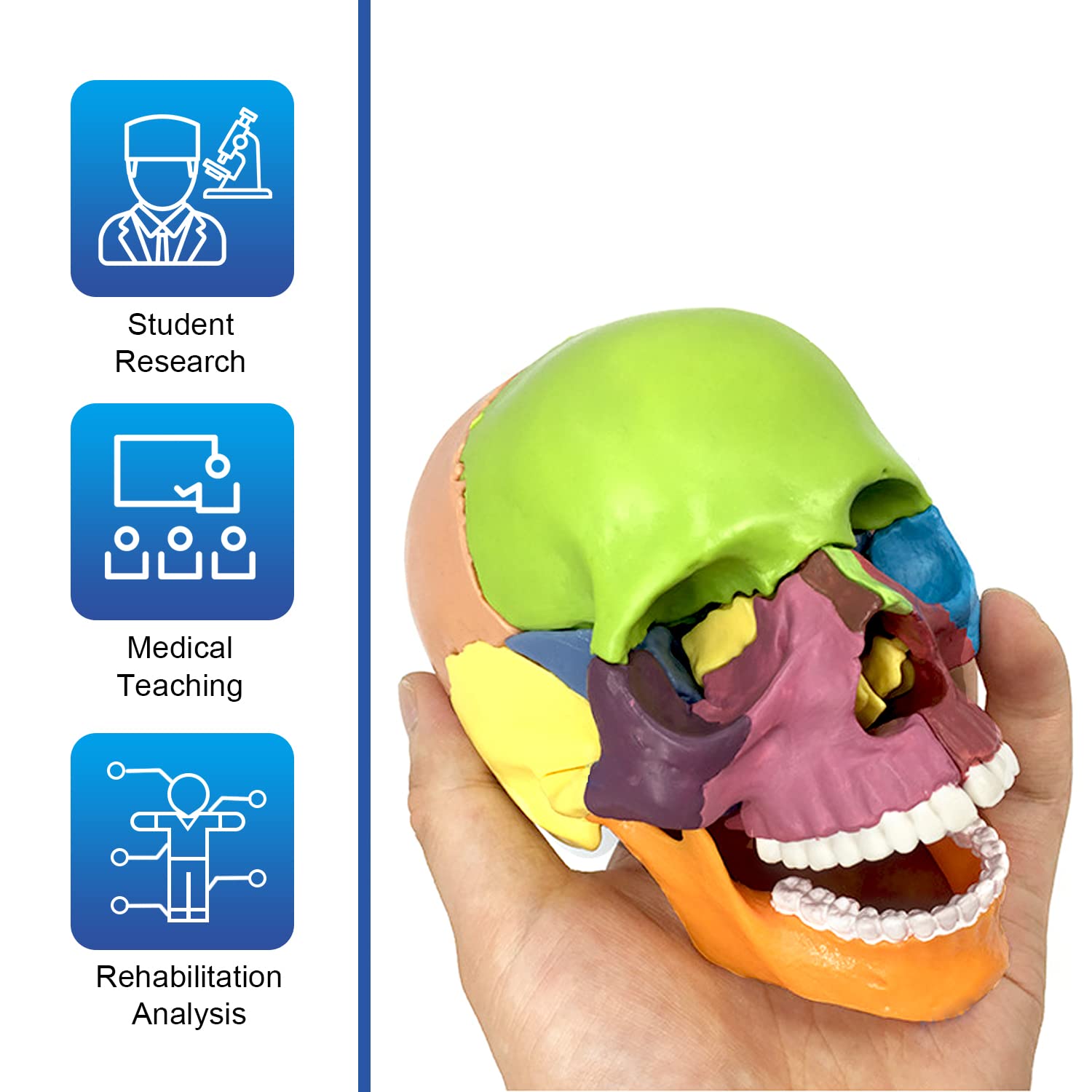 Snapklik.com : LYOU Human Skull Model For Learning