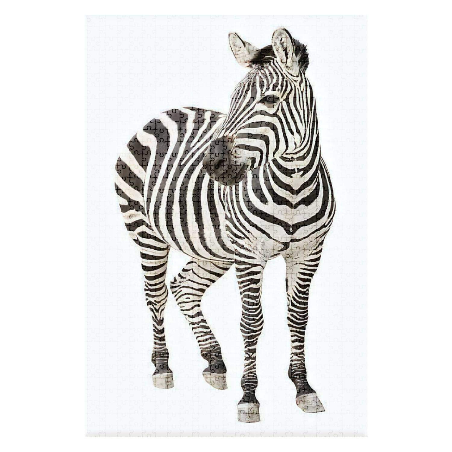 Zebra Front View