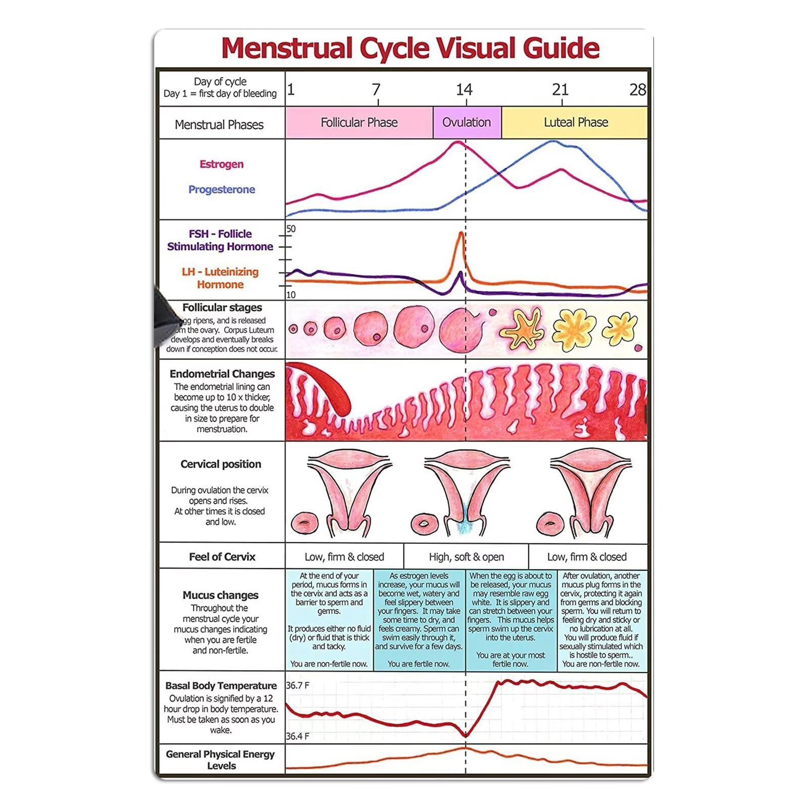Female Cycle Infographic