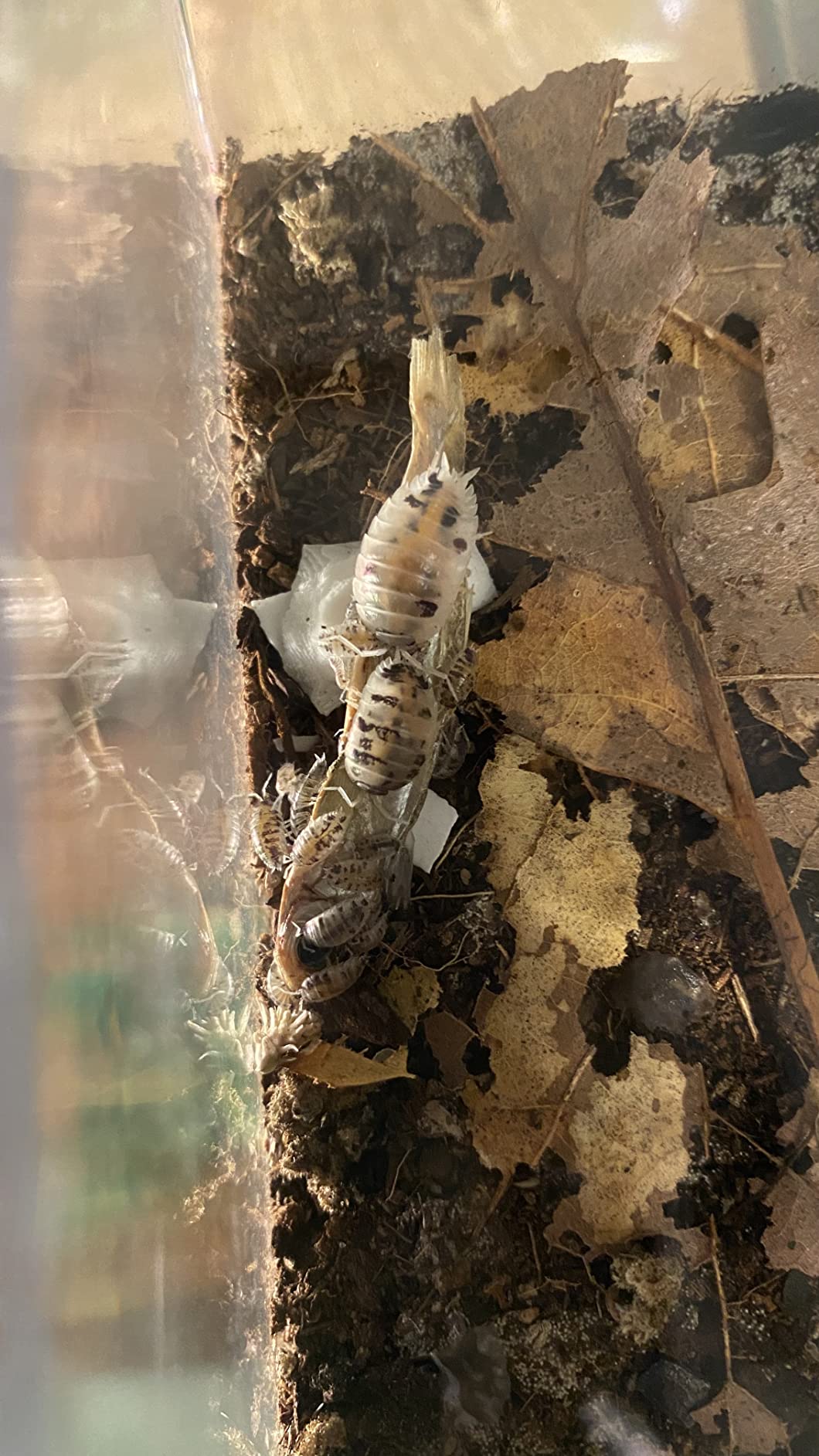 Amazon.com : Isopod Depot Iso Chow Protein Pack .8 oz - Premium Isopod ...