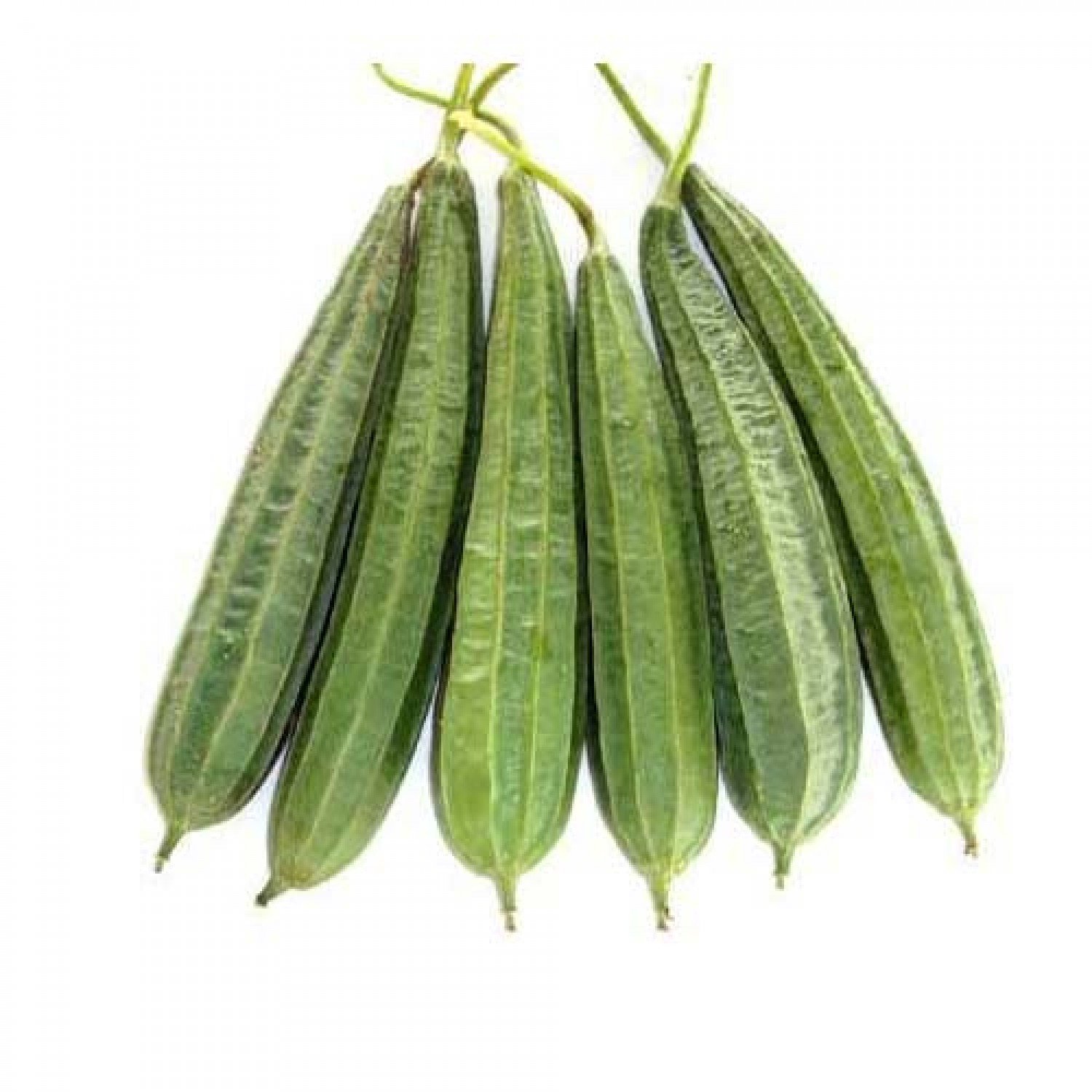 Creative Farmer Ridge Gourd Seeds - Turai Tura Luffa Jhinga Seeds ...