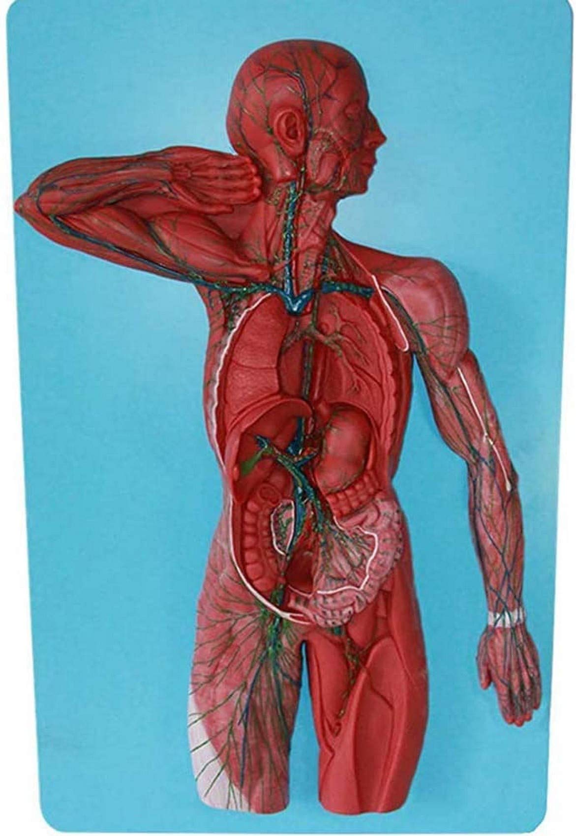 Teaching Model Human Anatomy Model Human Lymphatic System Model Kidney ...