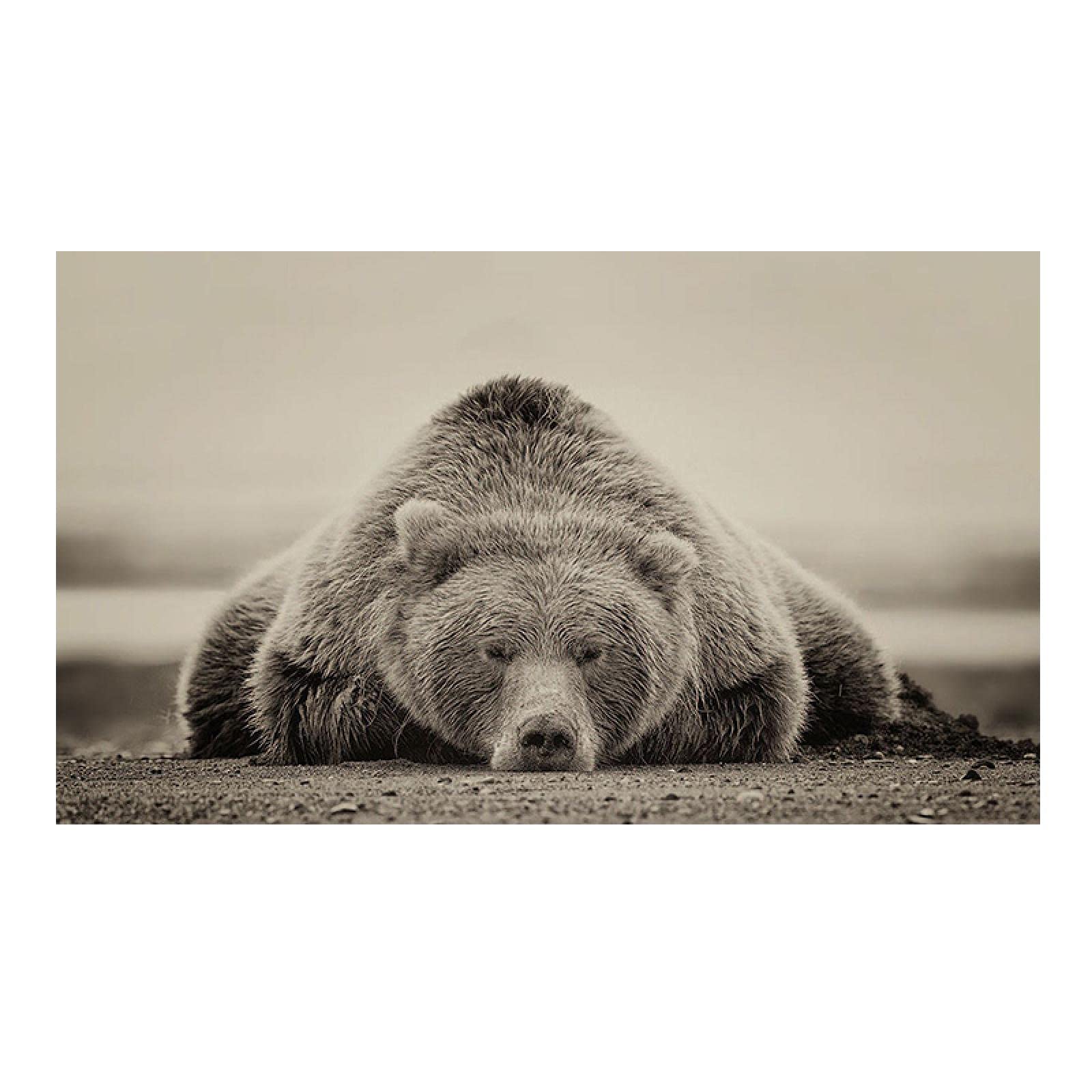 Bear Lying Down Photos: Churchill, Manitoba, During Polar Bear Season