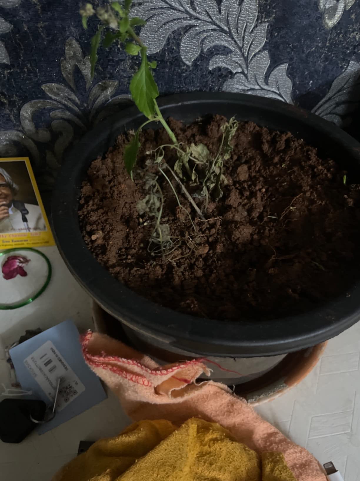 MERLI HERBS Two Different Colour Of Sahdevi Plant Light Purple & Dark ...