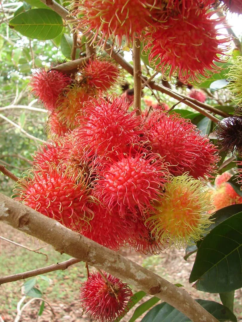 Cloud Farm Live Rare Red Rambutan Hybrid Exotic Fruit Seedling Live ...