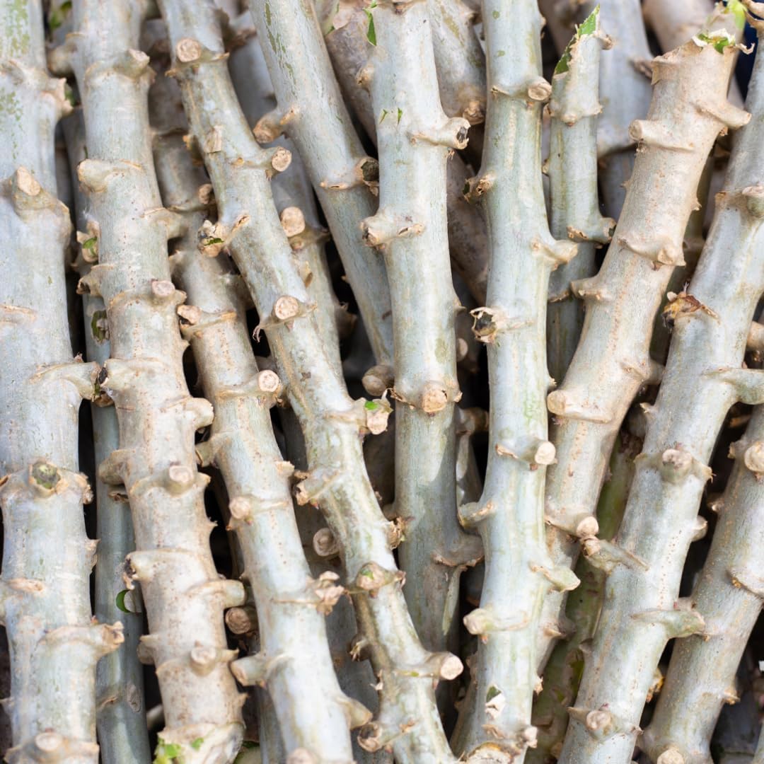 Amazon.com : 4 Sweet Yuca Cassava Cuttings, Manihot Yuca Cassava ...