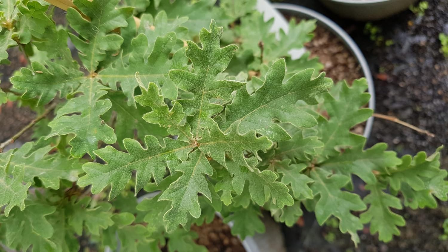 Quercus toza/Chêne tauzin/Conteneur de 5 à 6 litres/Baliveau : Amazon ...