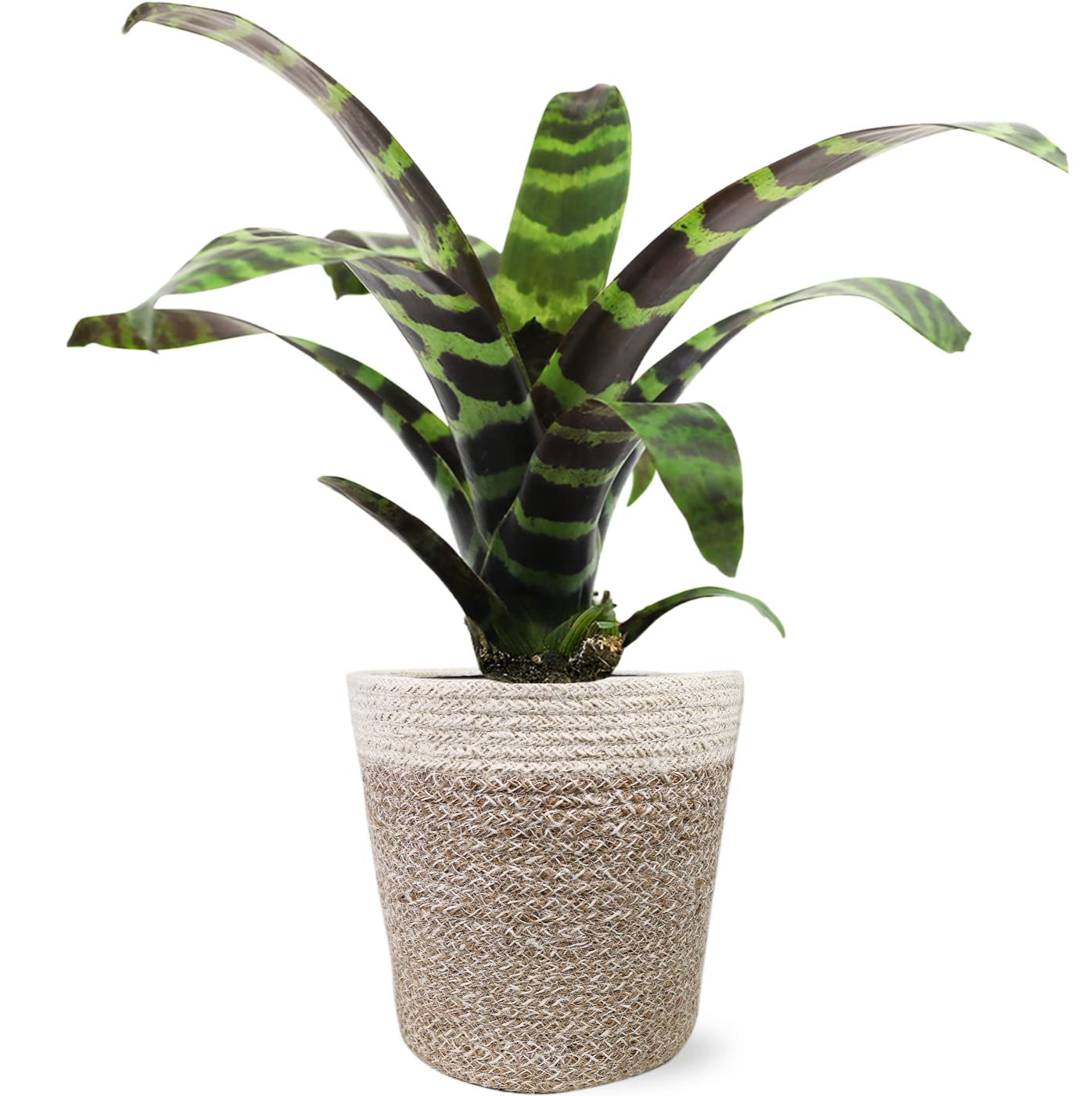Amazon.com : Wild Interiors WA5025 Live Splinriet Bromeliad Plant for ...