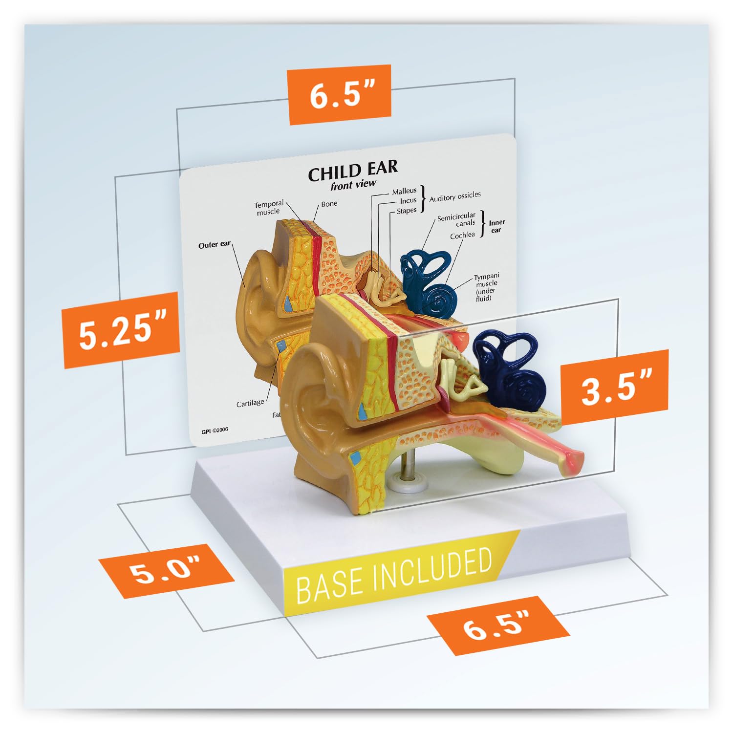 Snapklik.com : Child Ear Model, Replica For Human Anatomy And ...