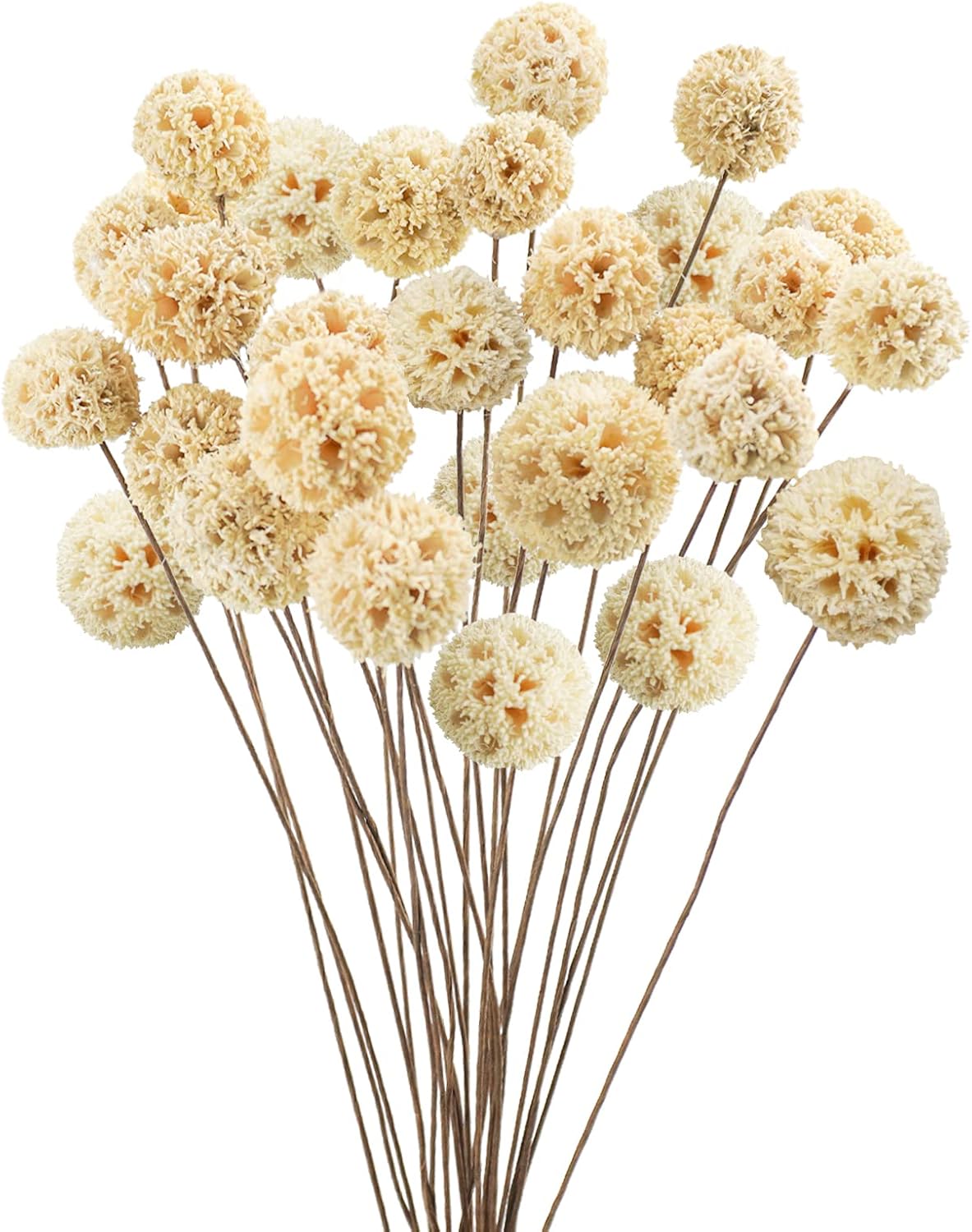 Amazon Phliofd 24 Pcs Dried Craspedia Billy Balls Flowers 18