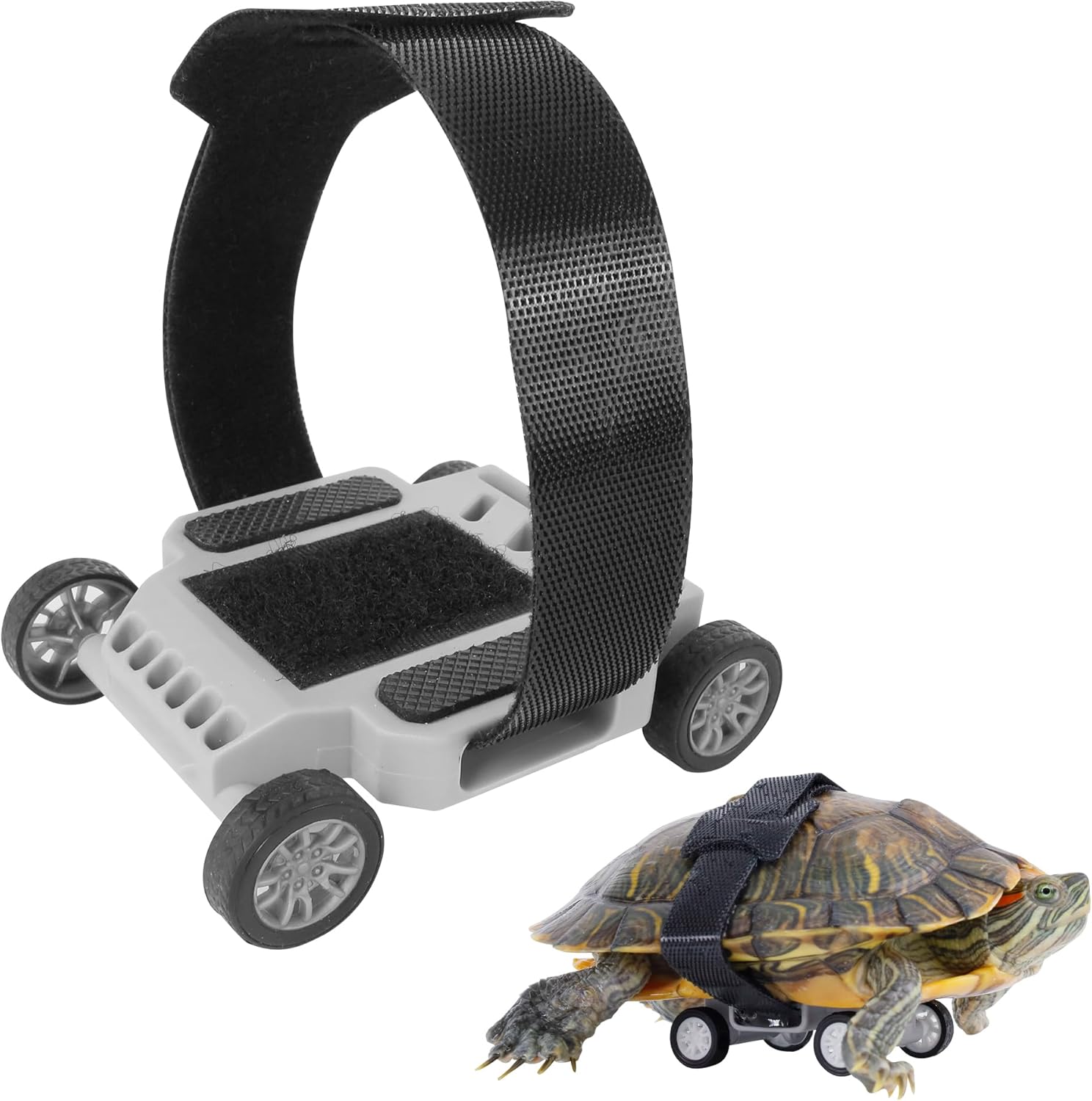 Amazon.com : HeoBam Skateboard for Turtle, Turtle Leash, Accelerate The ...