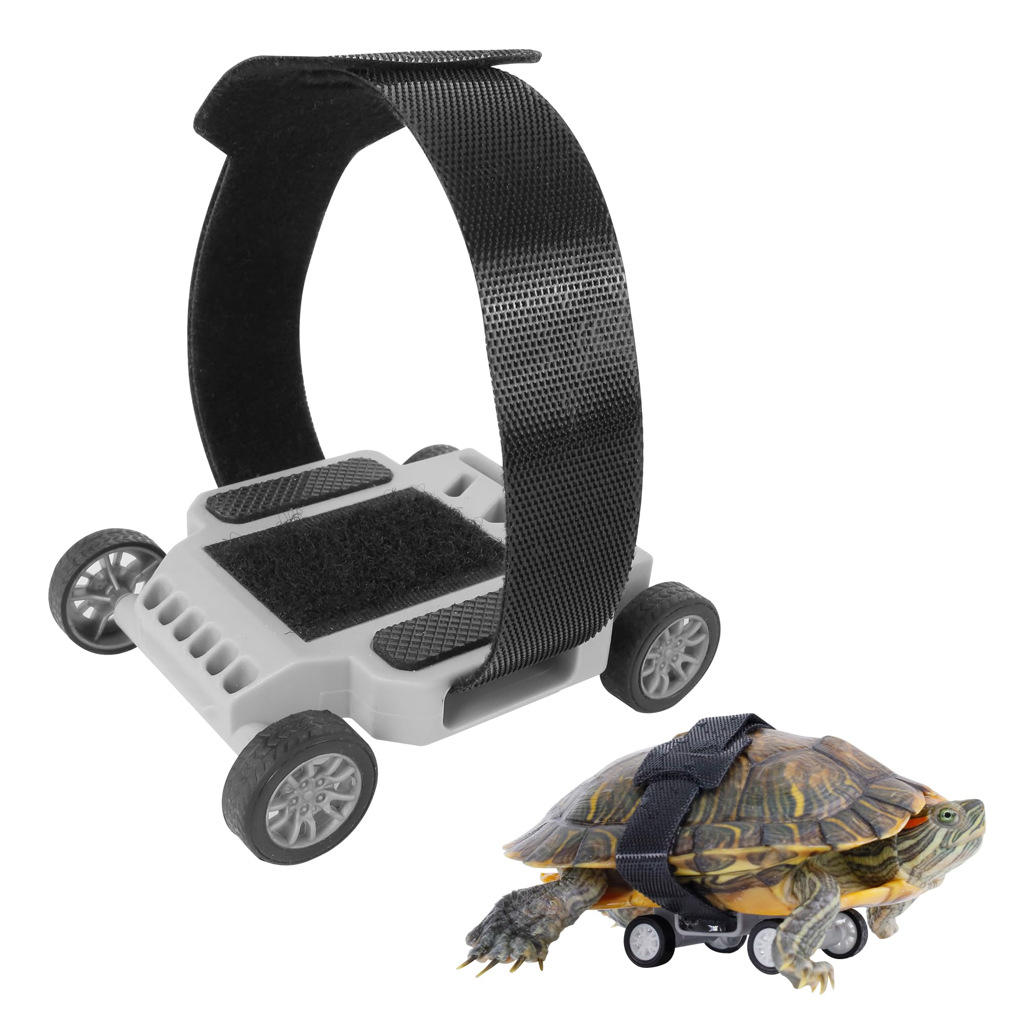 HeoBam Skateboard for Turtle, Turtle Leash, Accelerate The Turtle's ...