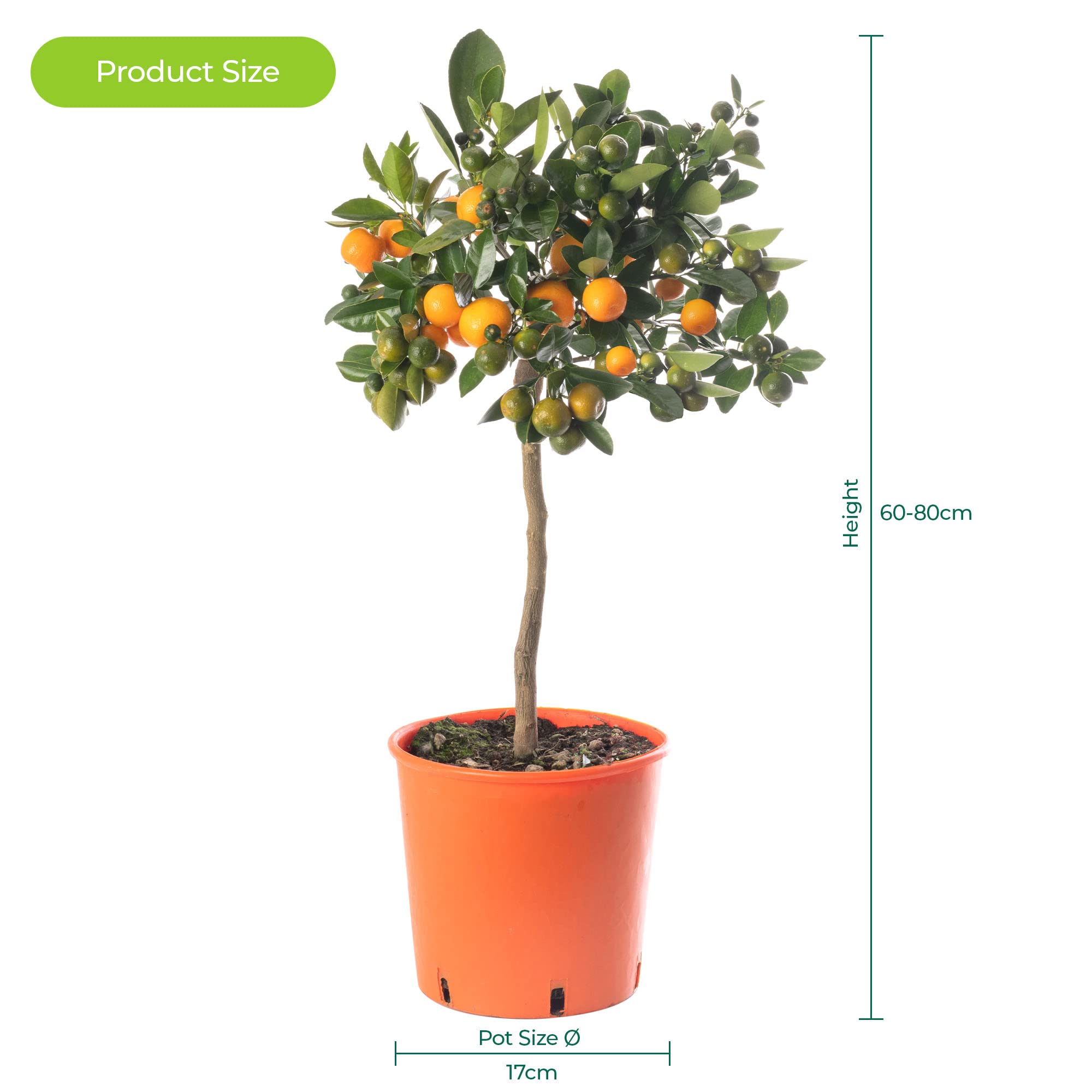 Grow Orange Tree Container Patio Lemon Patio Tree | Outdoor Plants