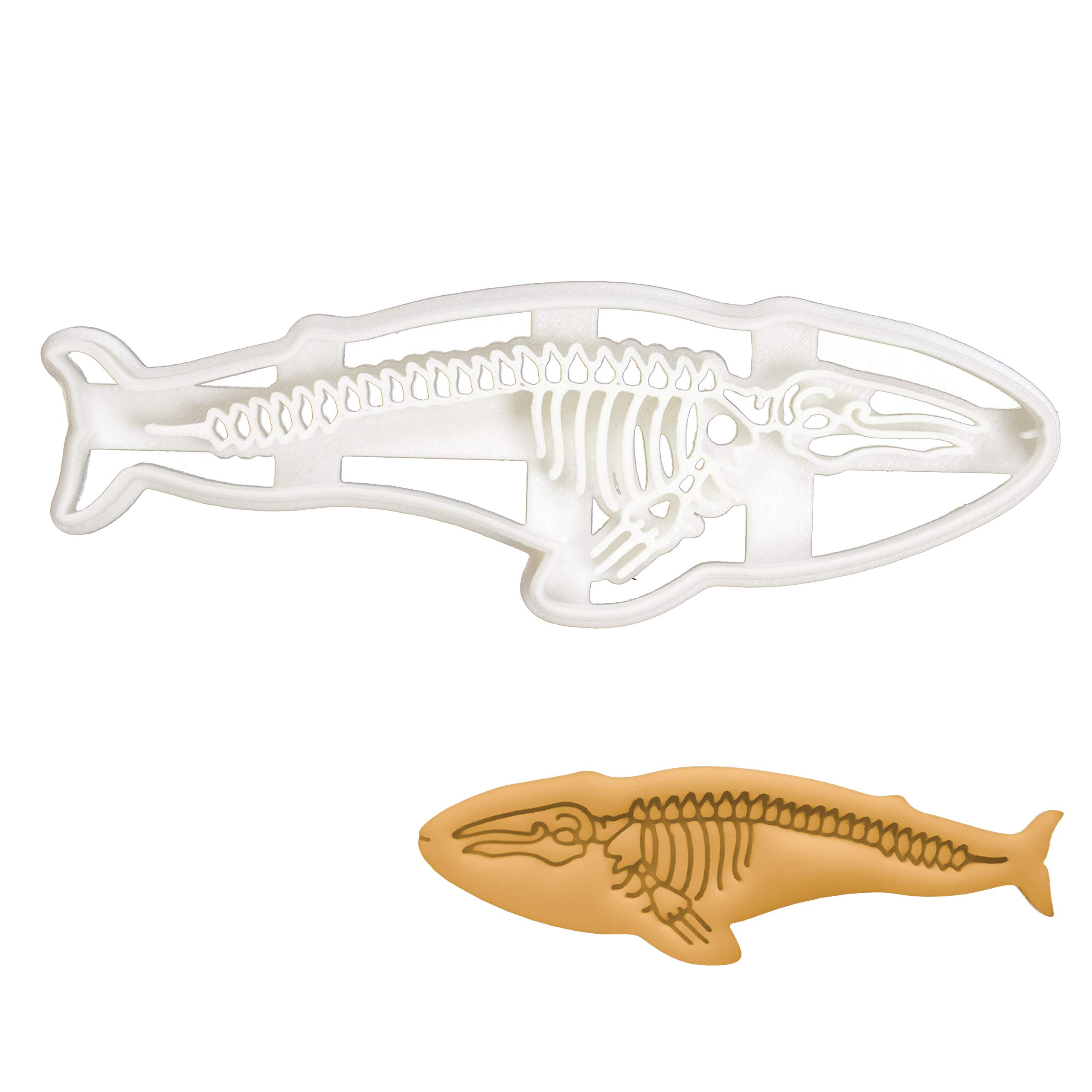 Whale Shark Skeleton