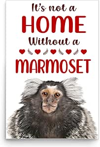 Amazon.com: Common Marmoset Wall Art Poster 12x18 Inches Unframed - Its ...