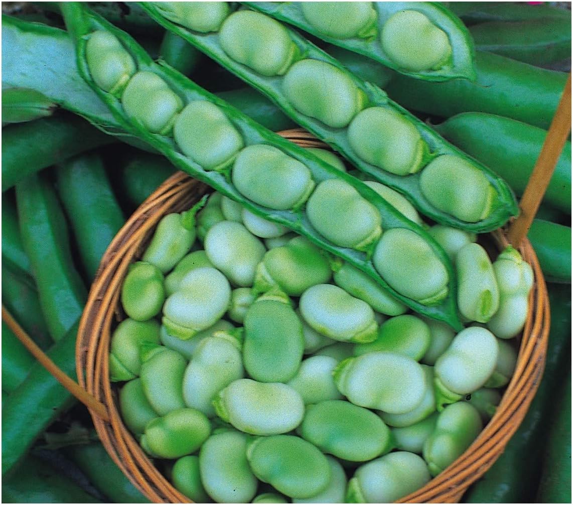 PREMIER SEEDS DIRECT - Broad Bean Masterpiece Green - 110 Grams ...