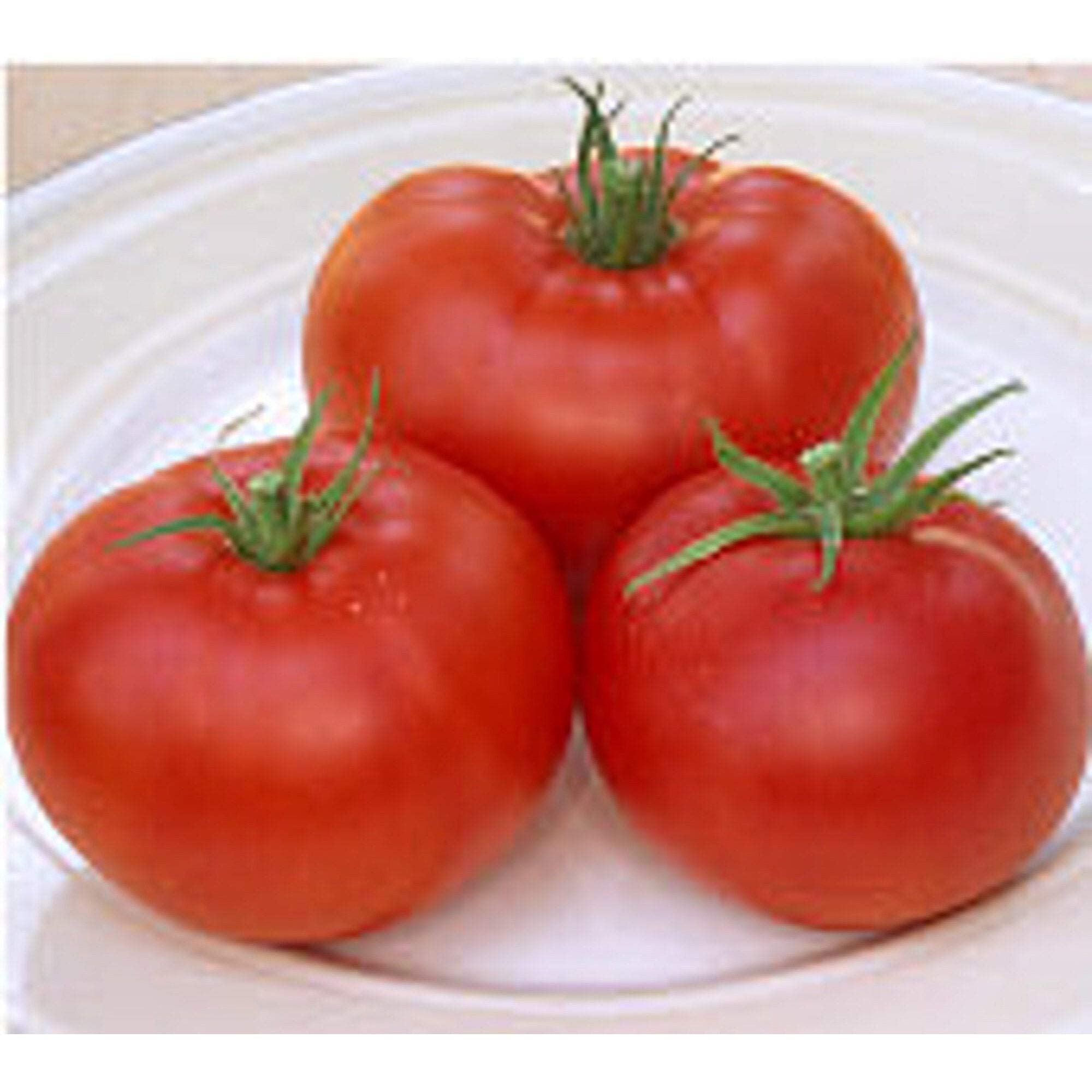 Amazon.com : Champion II Tomato Seeds (25+ Seeds) : Patio, Lawn & Garden