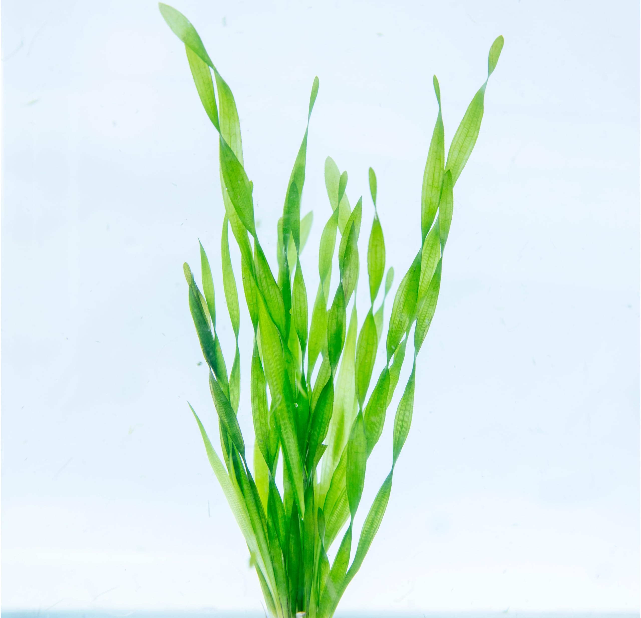 Lincolnshire Pond Plants Ltd Twisted VALLIS - Live Aquarium Plant ...
