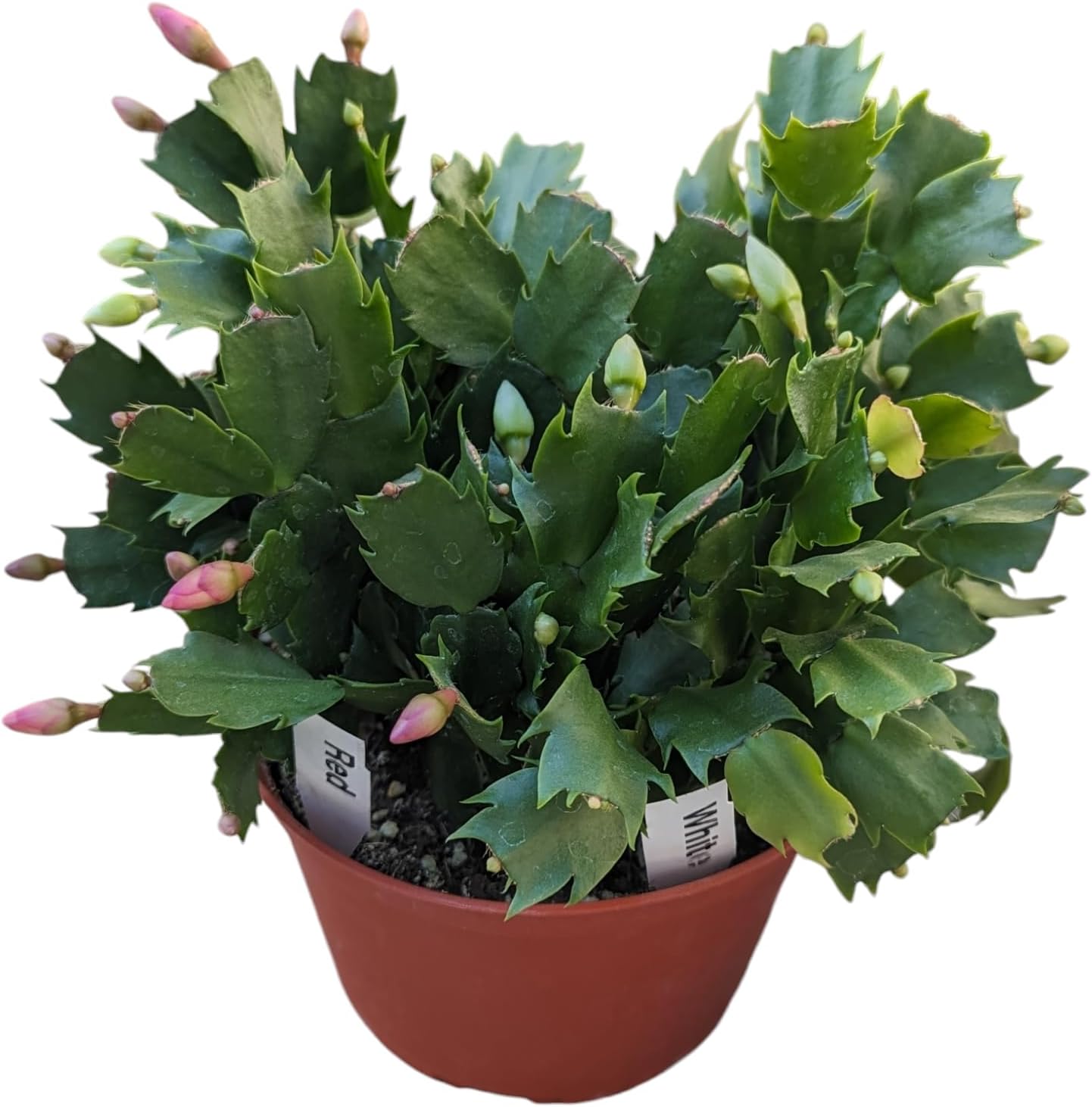 Amazon.com : Red and White Christmas Cactus, Live Houseplant in 6-Inch ...