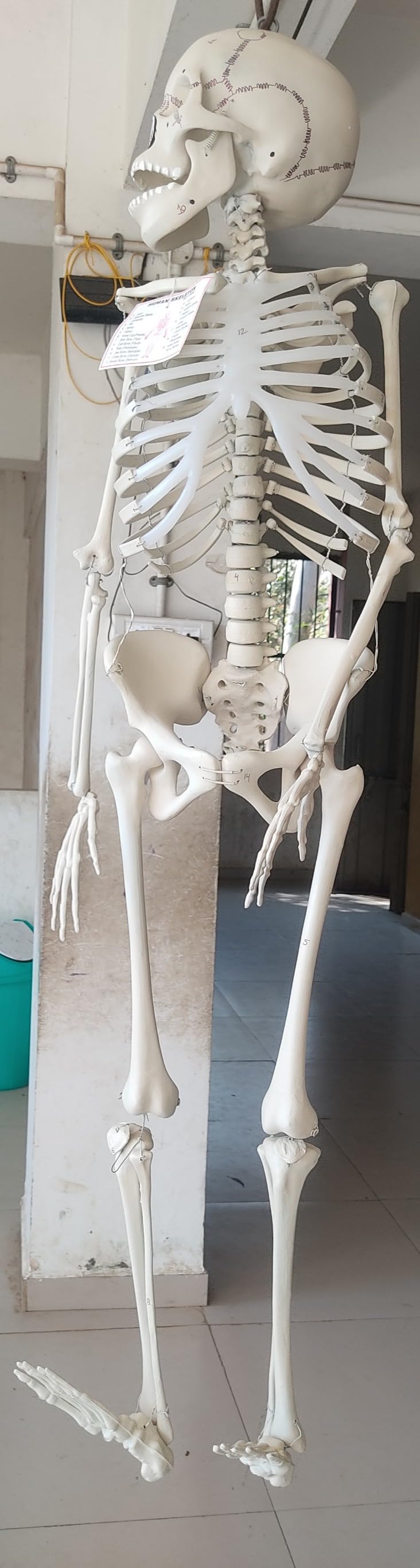 WKM 5 Feet Articulated Human Skeleton Model with Stand – Life-Size ...