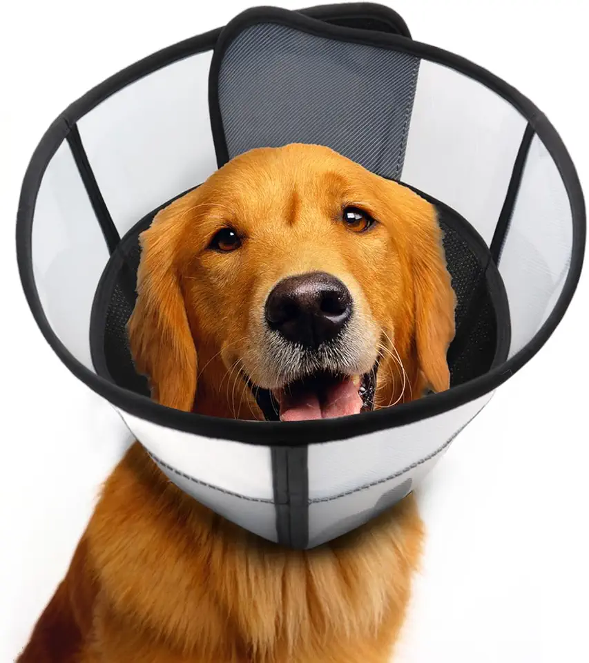 Removing Your Dog's Cone: When It's Safe To Do So | PetShun