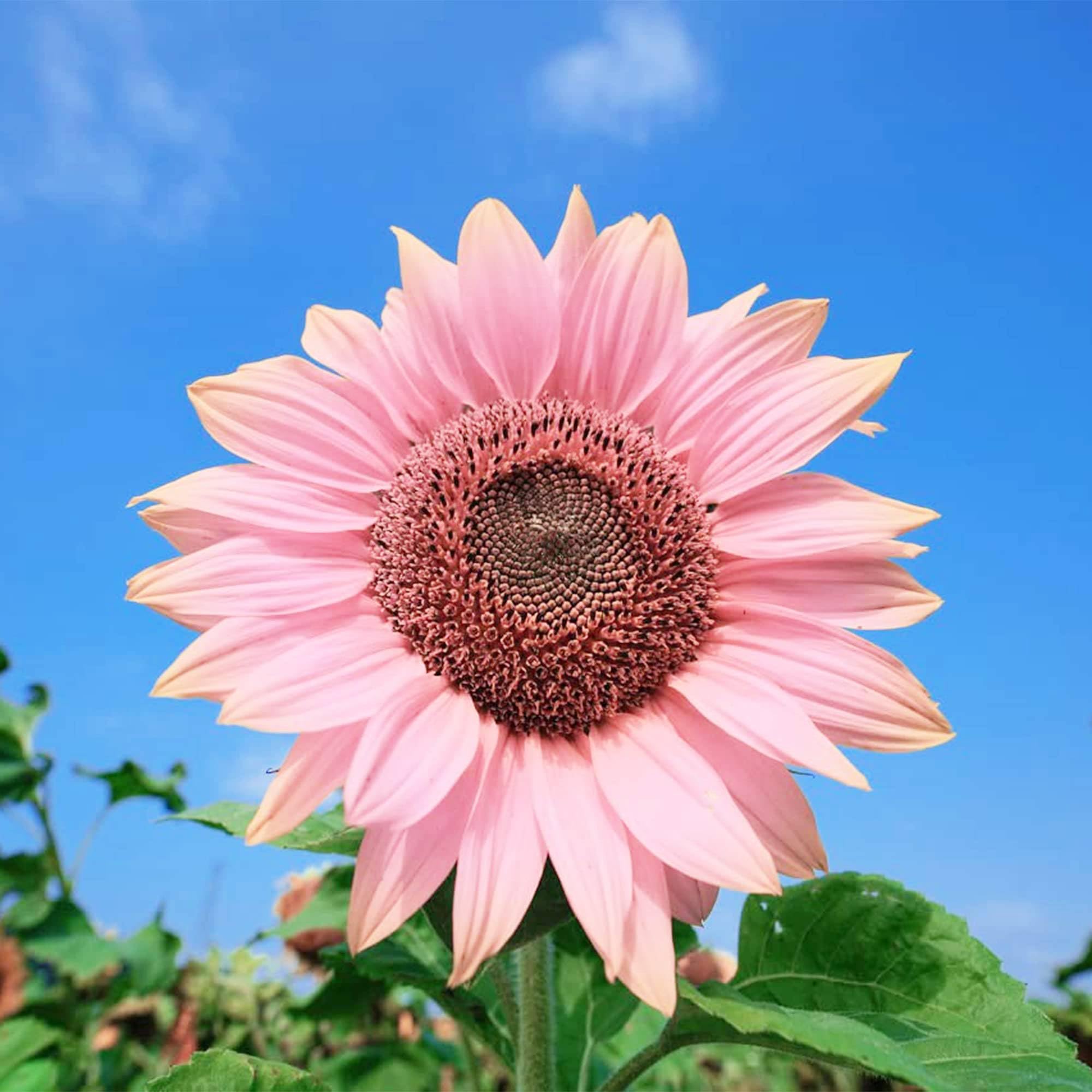 Rare Midnight Pink Sunflower Seeds for Planting Outdoors Lovely Pink ...