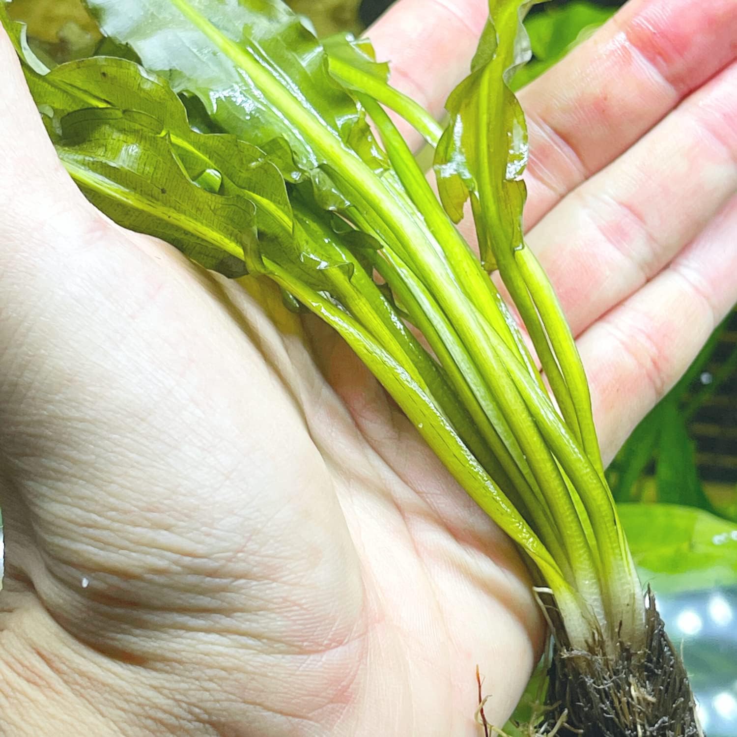 Amazon.com: Greenpro | Aponogeton Crispus Medium Bulb Freshwater Live ...
