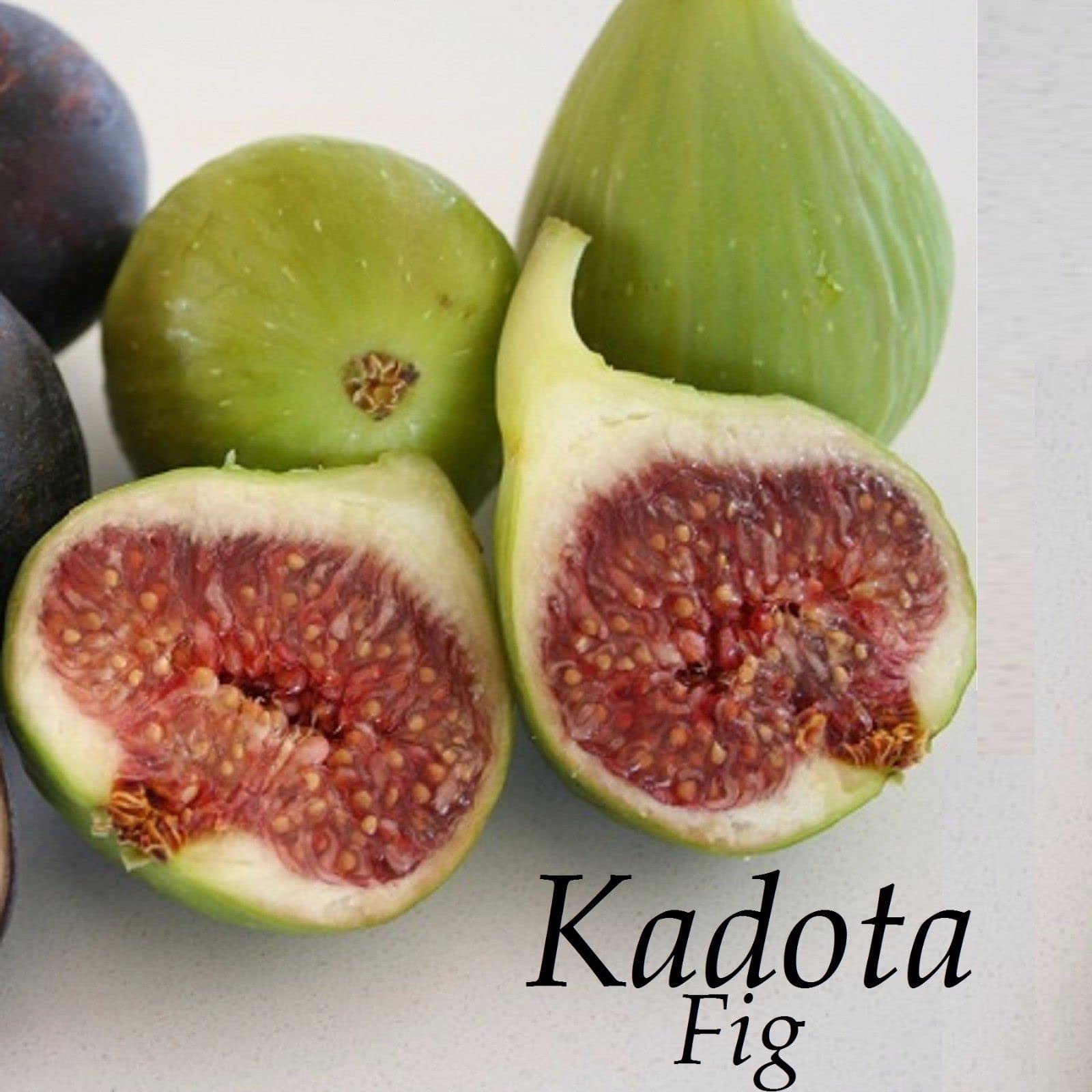Kadota Fig Tree