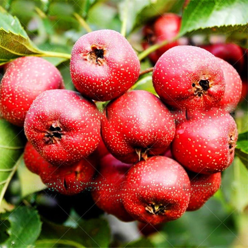 Amazon.com: 50pcs Chinese Maybush Seeds May Tree Seeds haw Sweet and ...