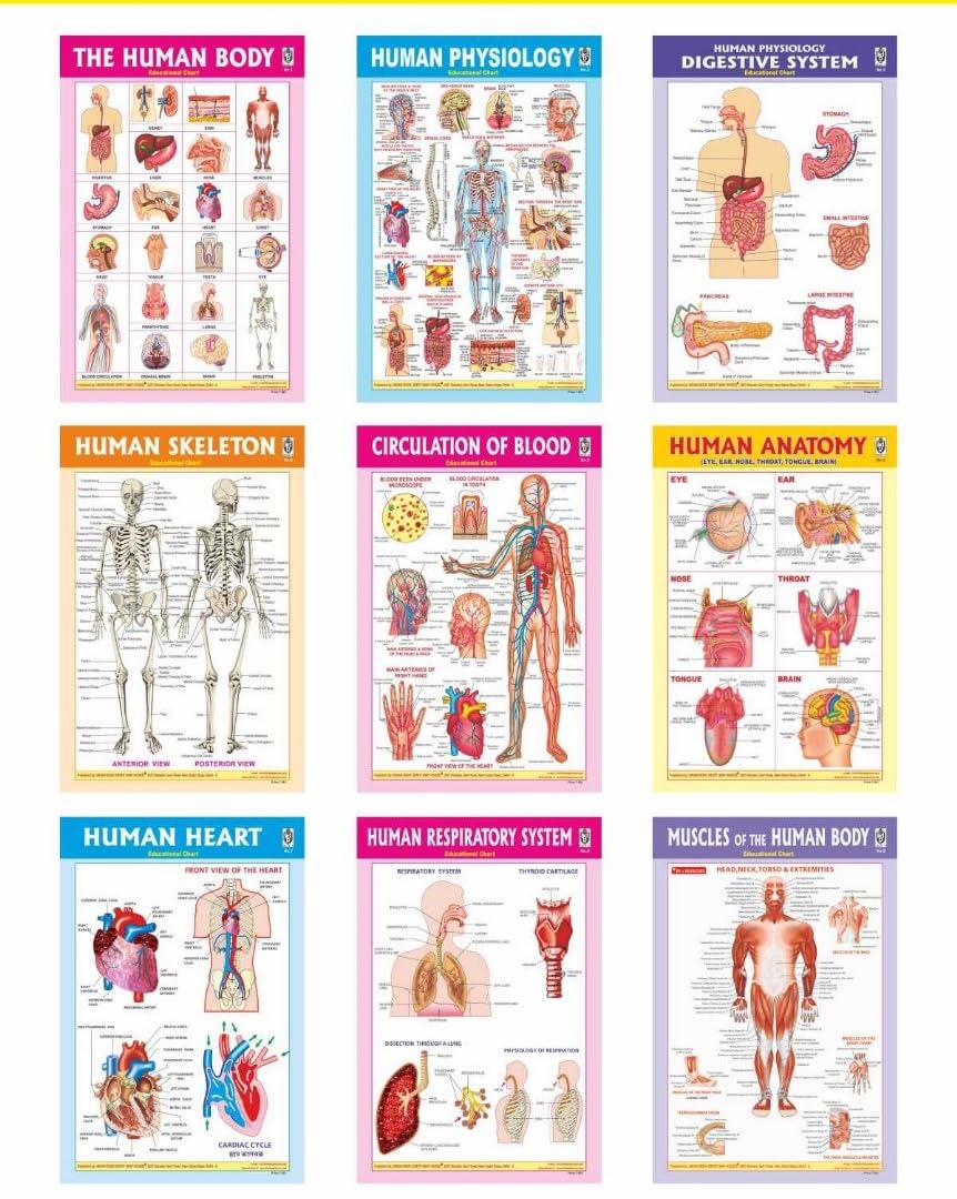 Buy The Human Body Charts | Set of 9 charts | Hard Laminated | Useful ...