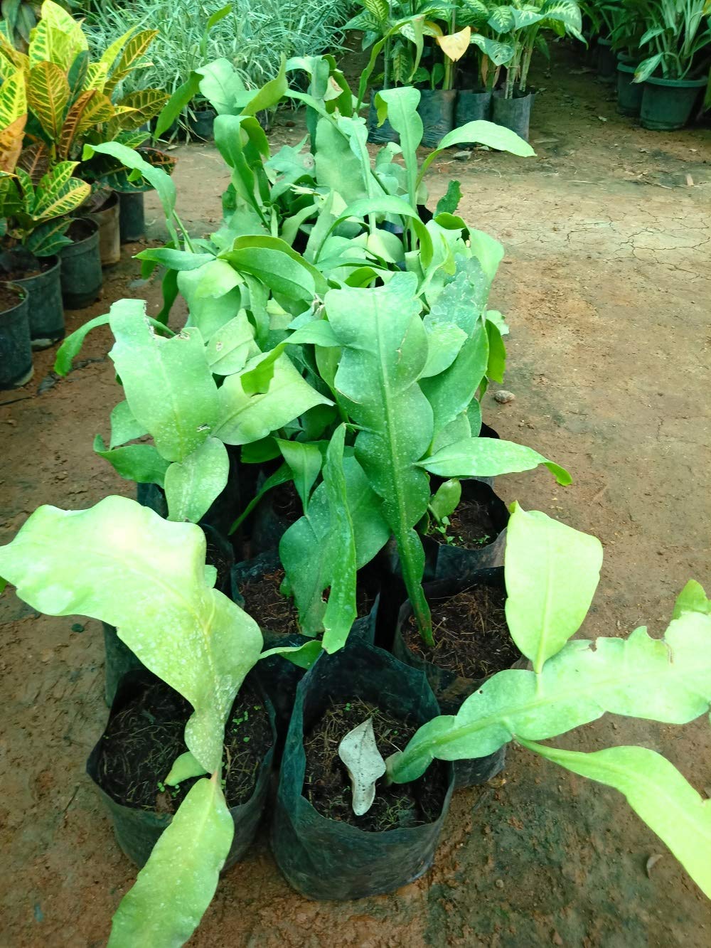 Creative Farmer Queen of The Night Brahma Kamal Live Plant : Amazon.in ...