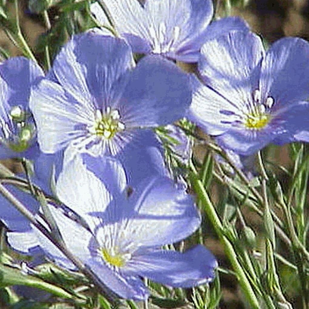 Amazon.com : 1000 Lewis Flax Native Wildflower Seeds : Patio, Lawn & Garden