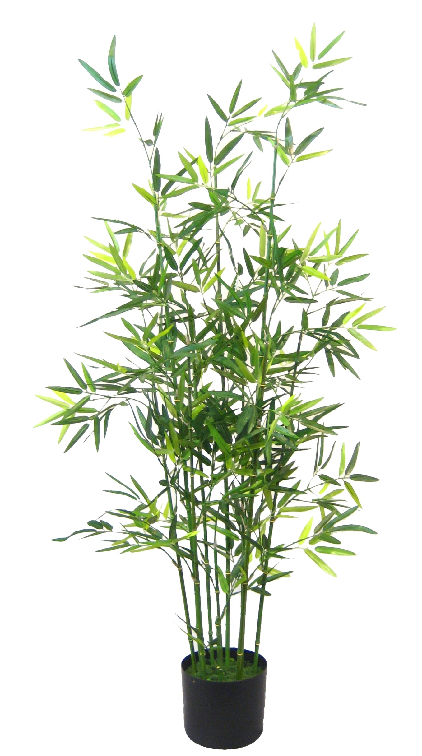 Ornamental Bamboo In Containers Growing Bamboo In Pots: Pros And Cons