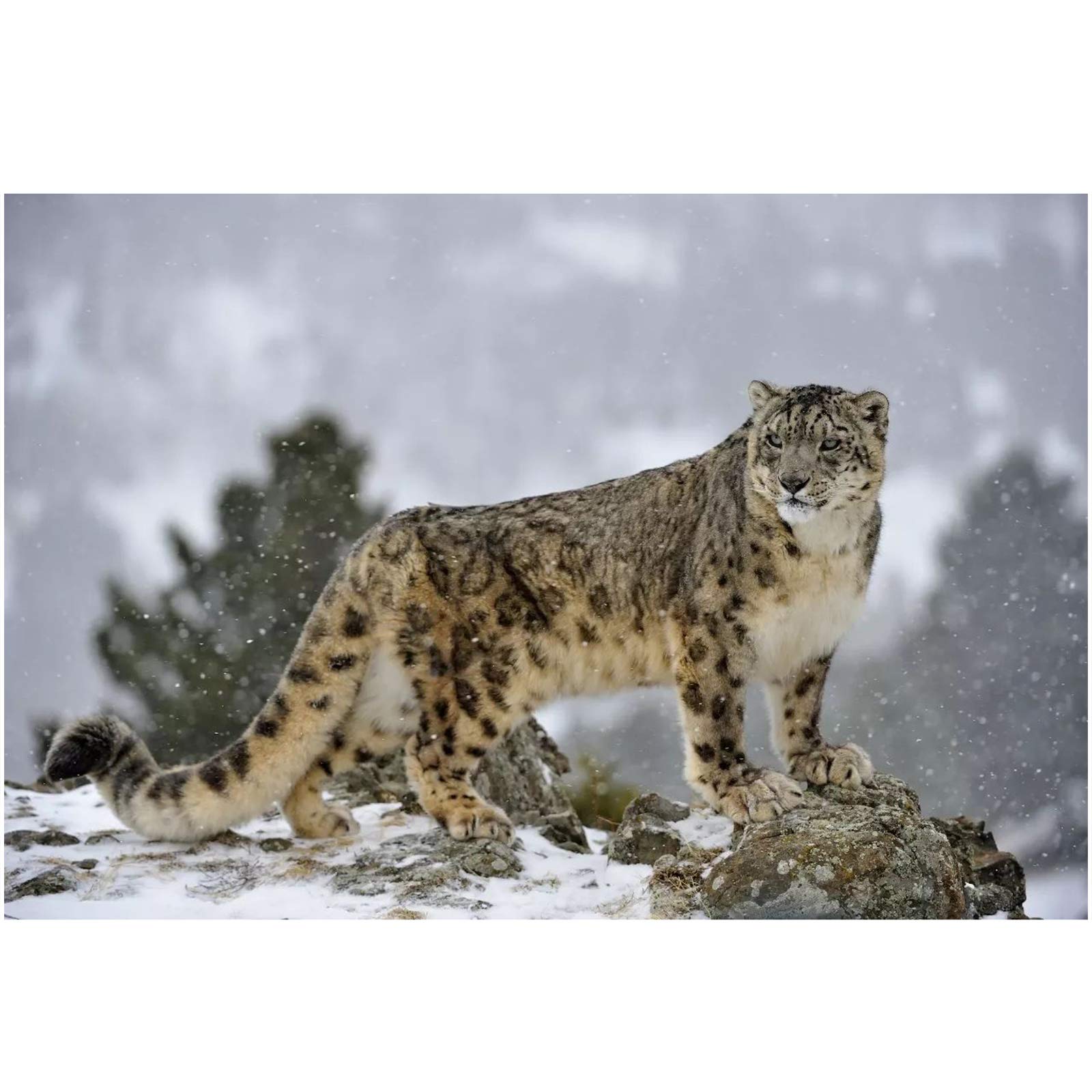 Snow Leopard Skull