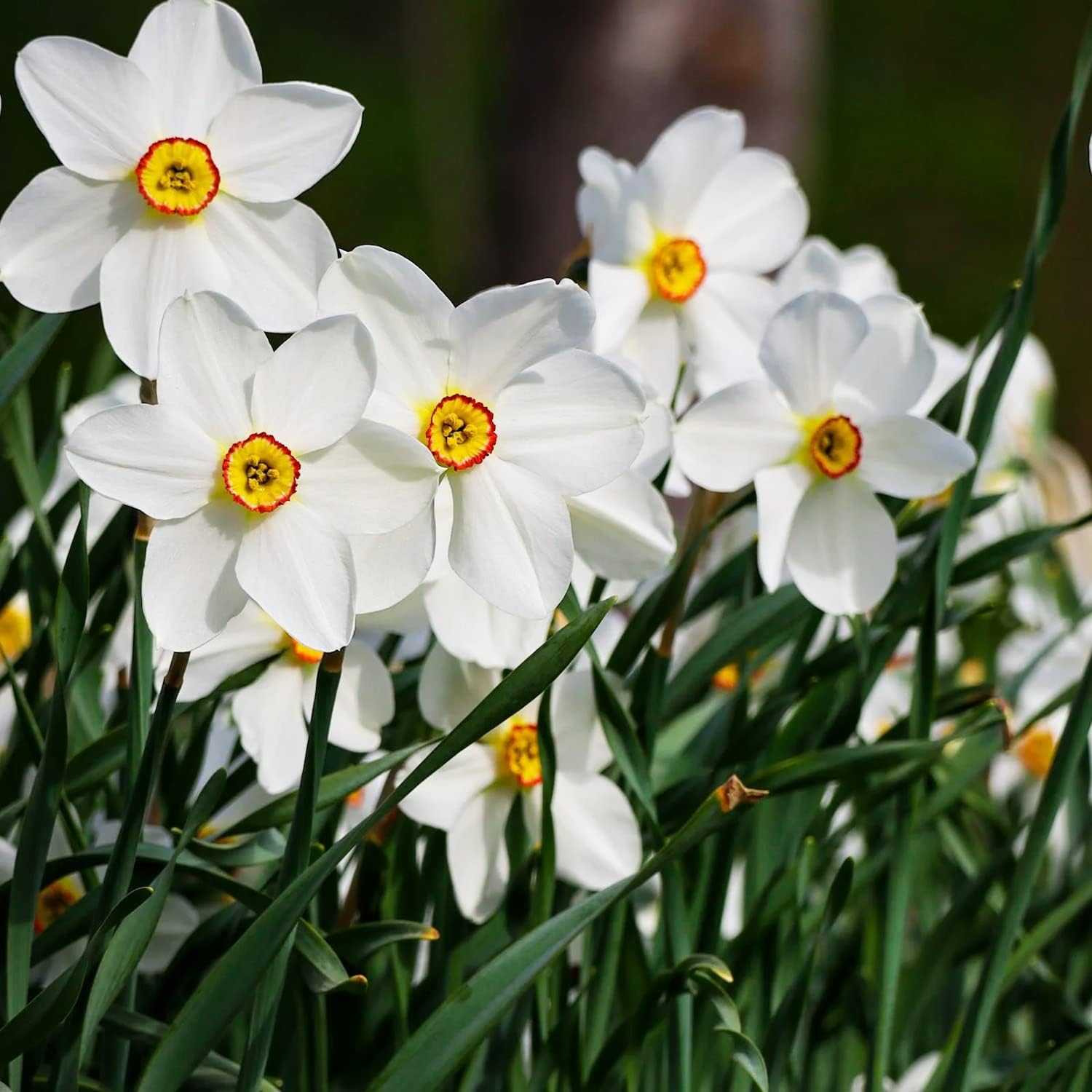 Amazon.com : 10 Original Poet's Daffodil Spring Flowering Bulbs ...