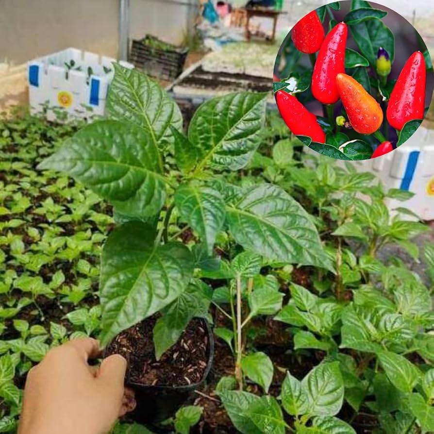Planta De Chile Picante Rara Chocolates Del Bienestar: Dónde Compar Y