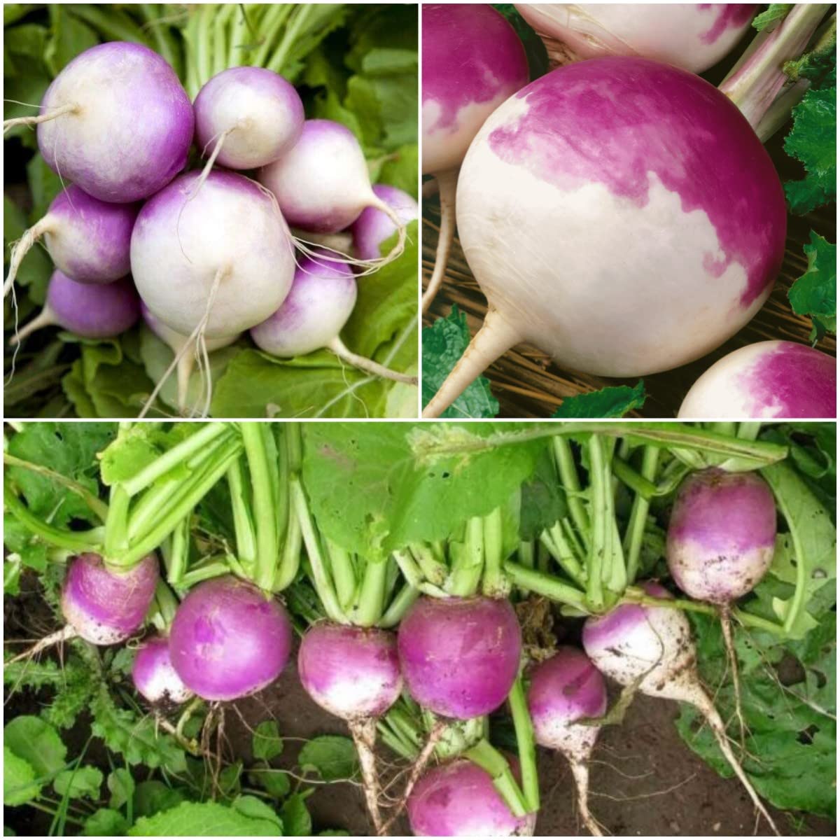 Turnip Plant