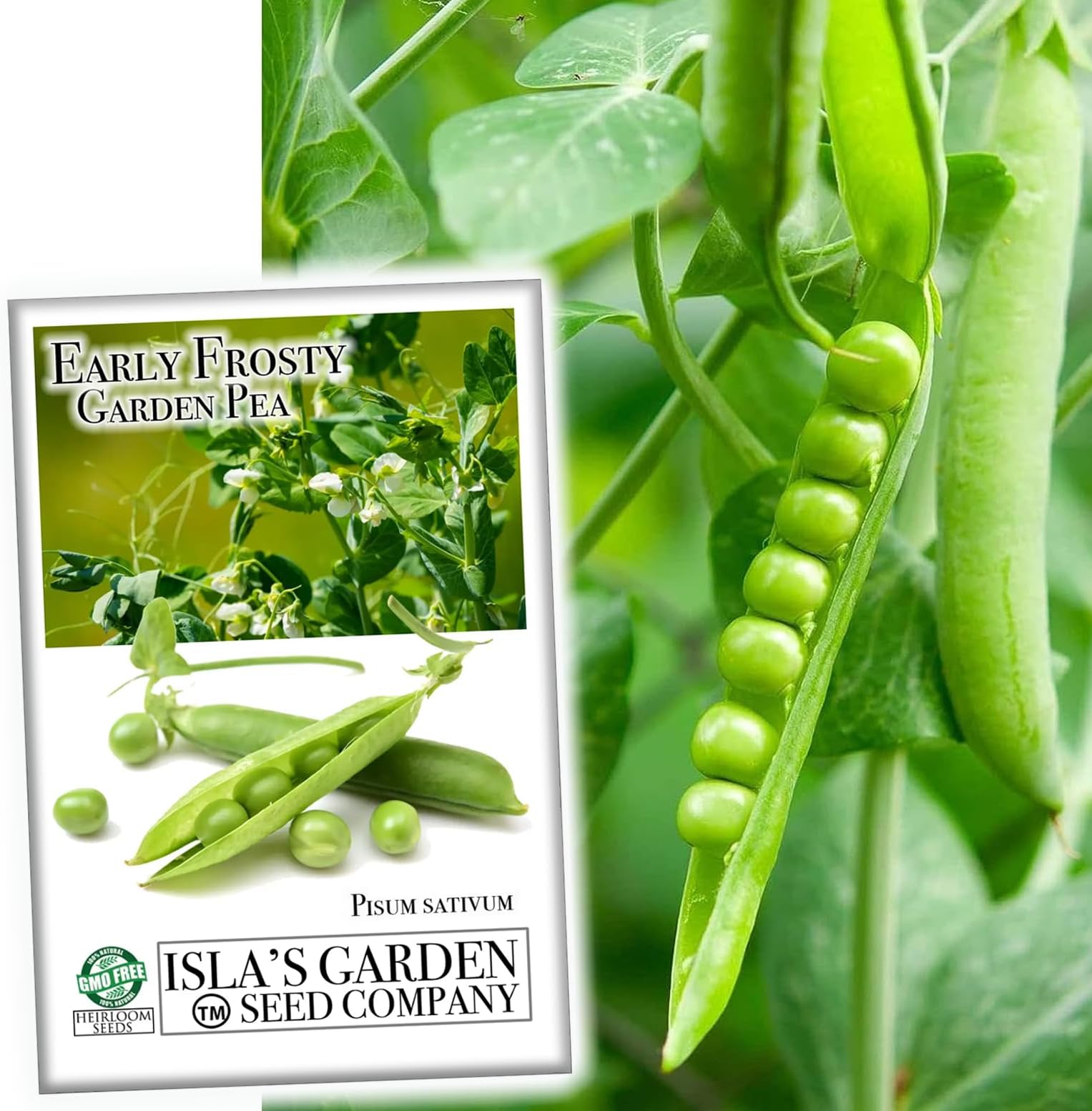 Amazon.com : Early Frosty Garden Pea Seeds for Planting, 50+ Heirloom ...