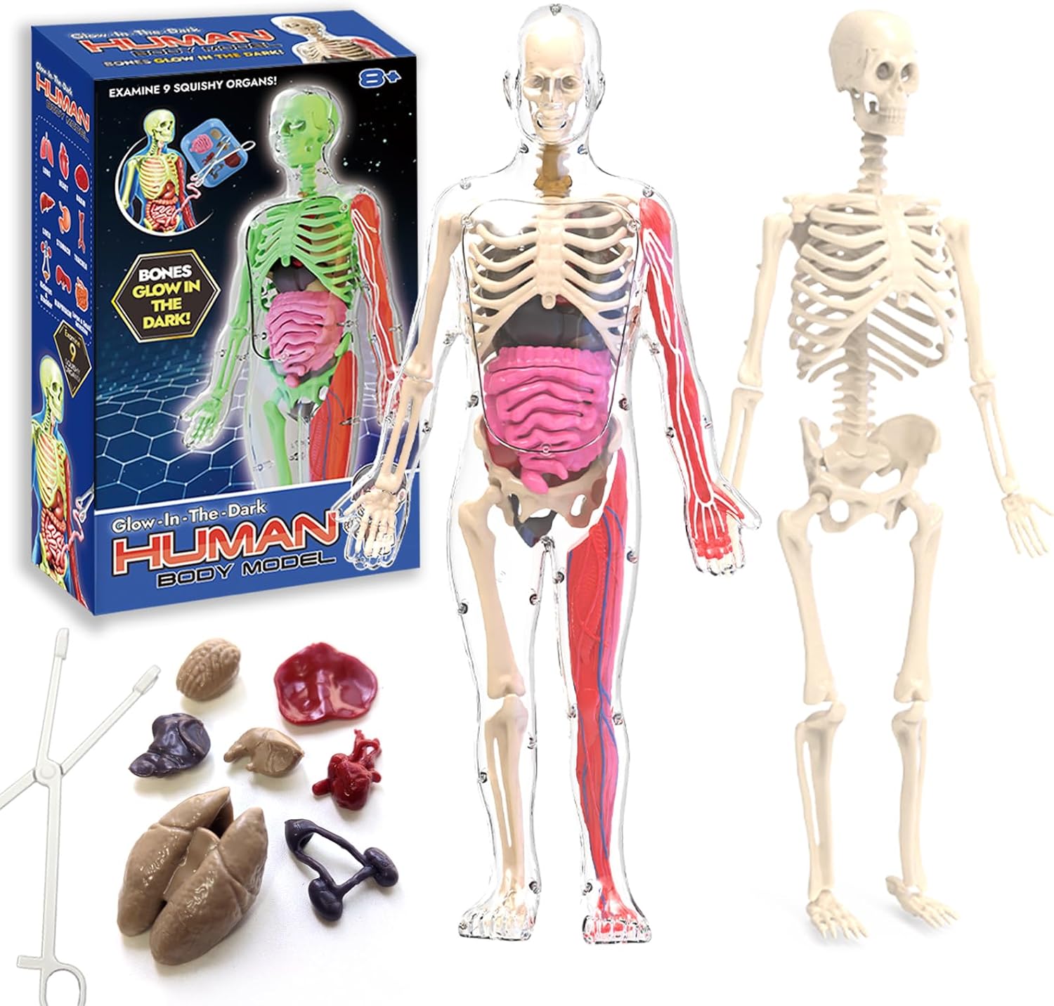 Nuevo Modelo De Calavera De Anatomía Humana 2024 Rompecabezas De 17