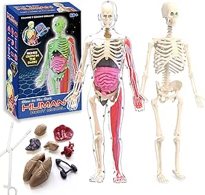 Amazon.com: 2025 New Human Body Skeleton Model Kits, Glow in The Dark ...