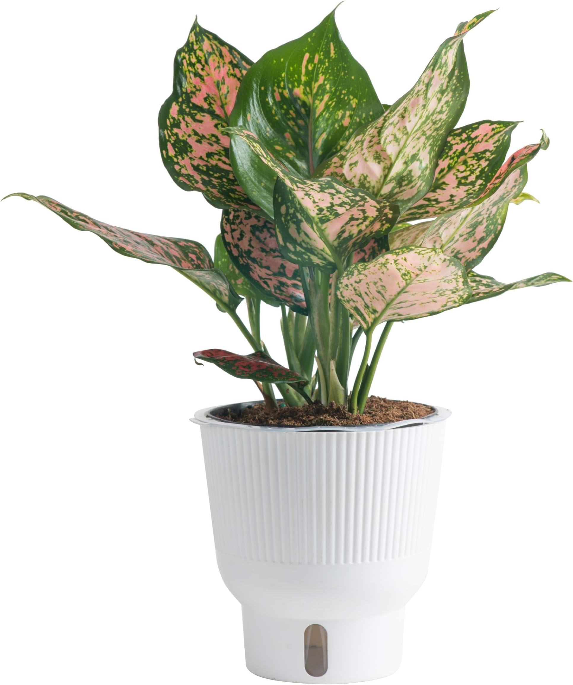 Amazon.com : 6 in. Aglaonema Maria Plant : Patio, Lawn & Garden