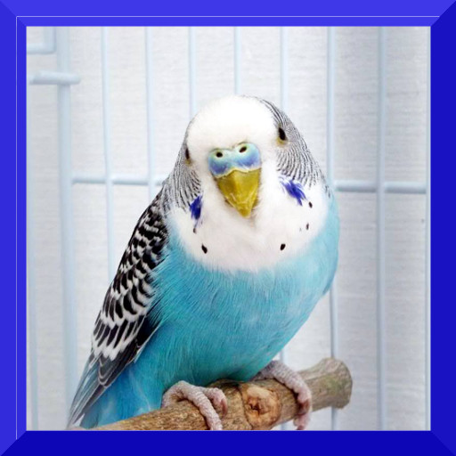 Singing Parakeet - App on Amazon Appstore